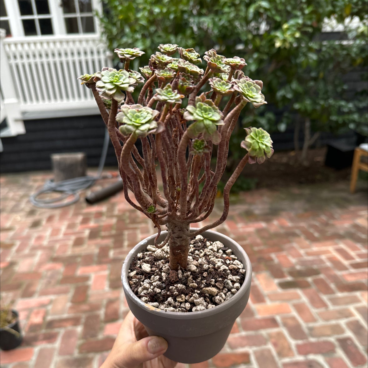 Aeonium Mini Fiesta Teacup: How Much Water & Light Does it Need to Thrive?