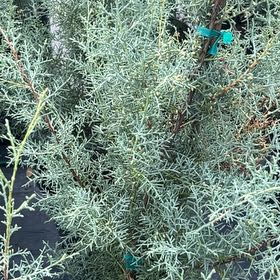 Messi | A plant by @LargeChinotto on Greg