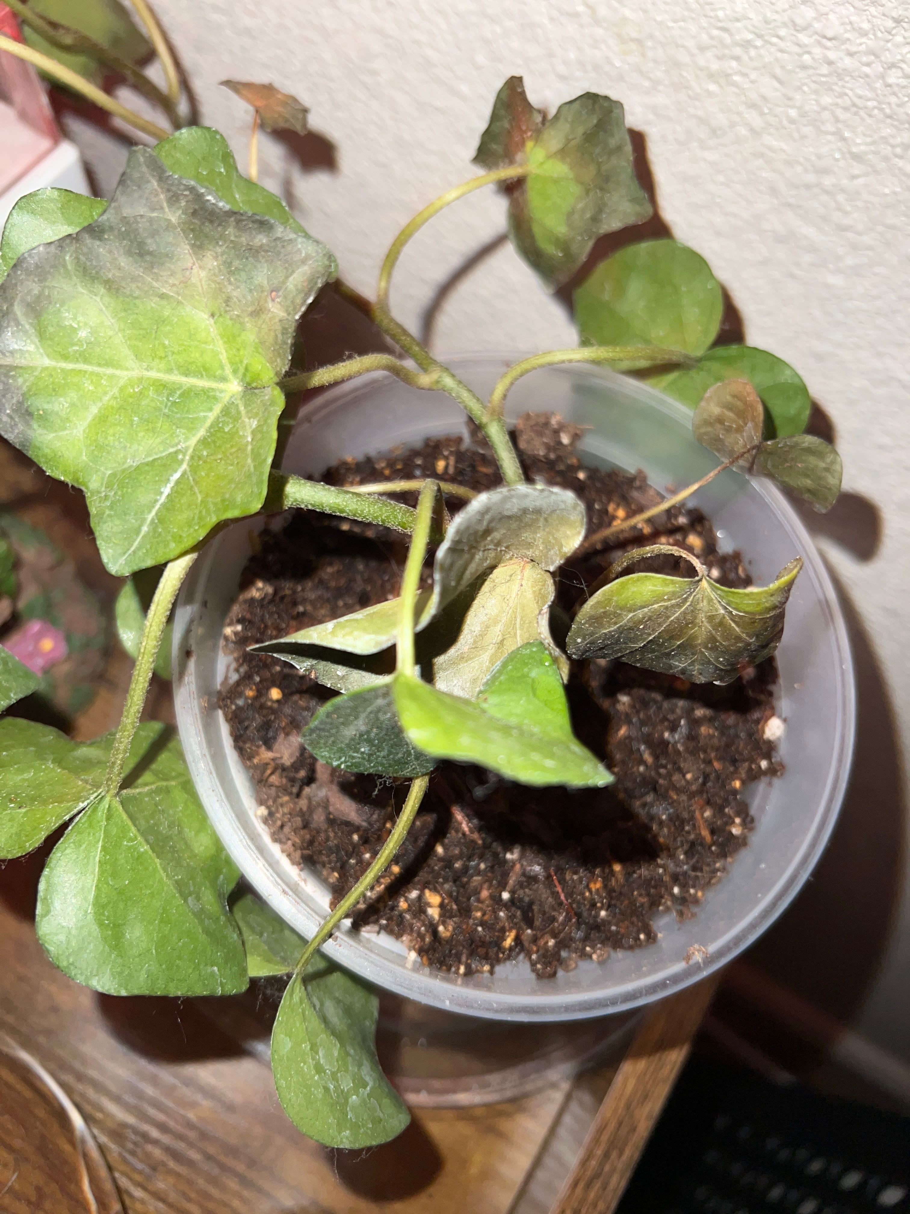 How to Care for English Ivy: Mastering Water, Sunlight & More