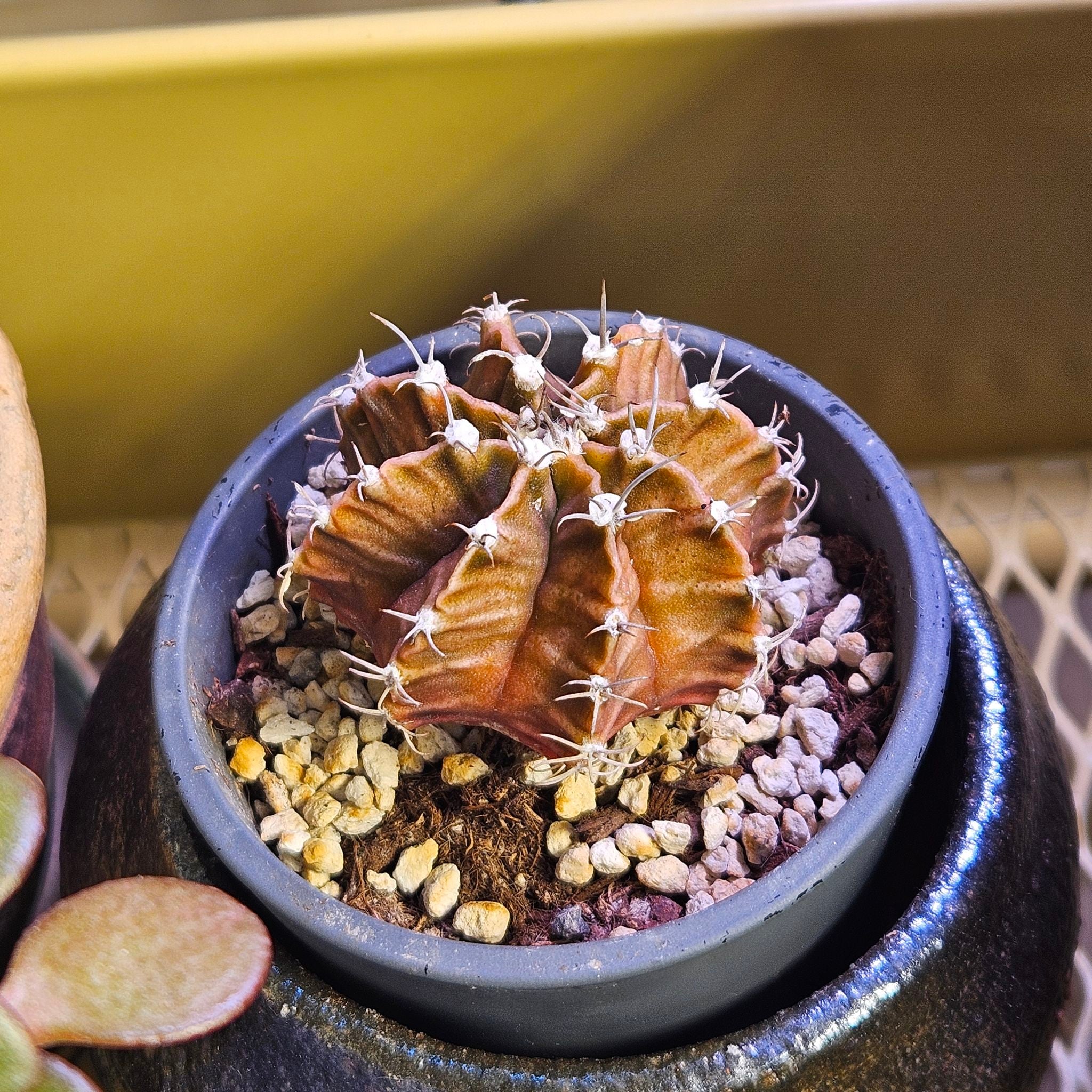 Why Are There Brown Spots on My Gymnocalycium stenopleurum?
