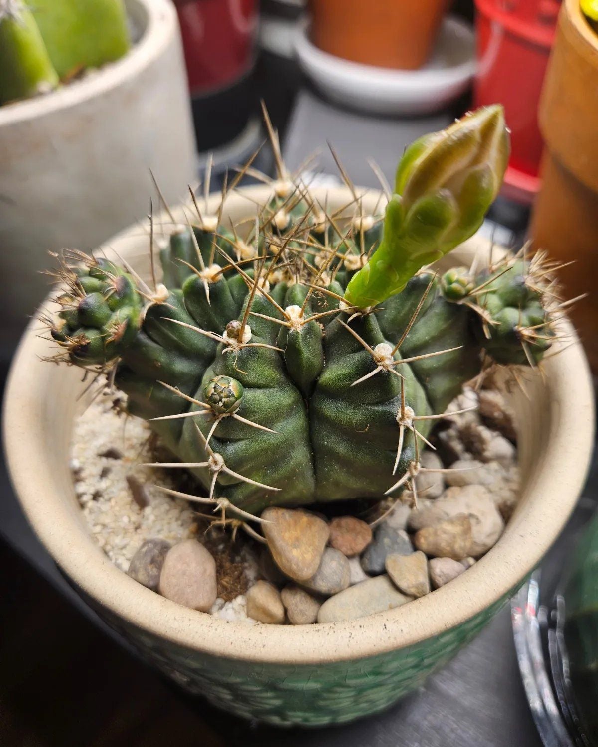 Should I Repot My Gymnocalycium stenopleurum?