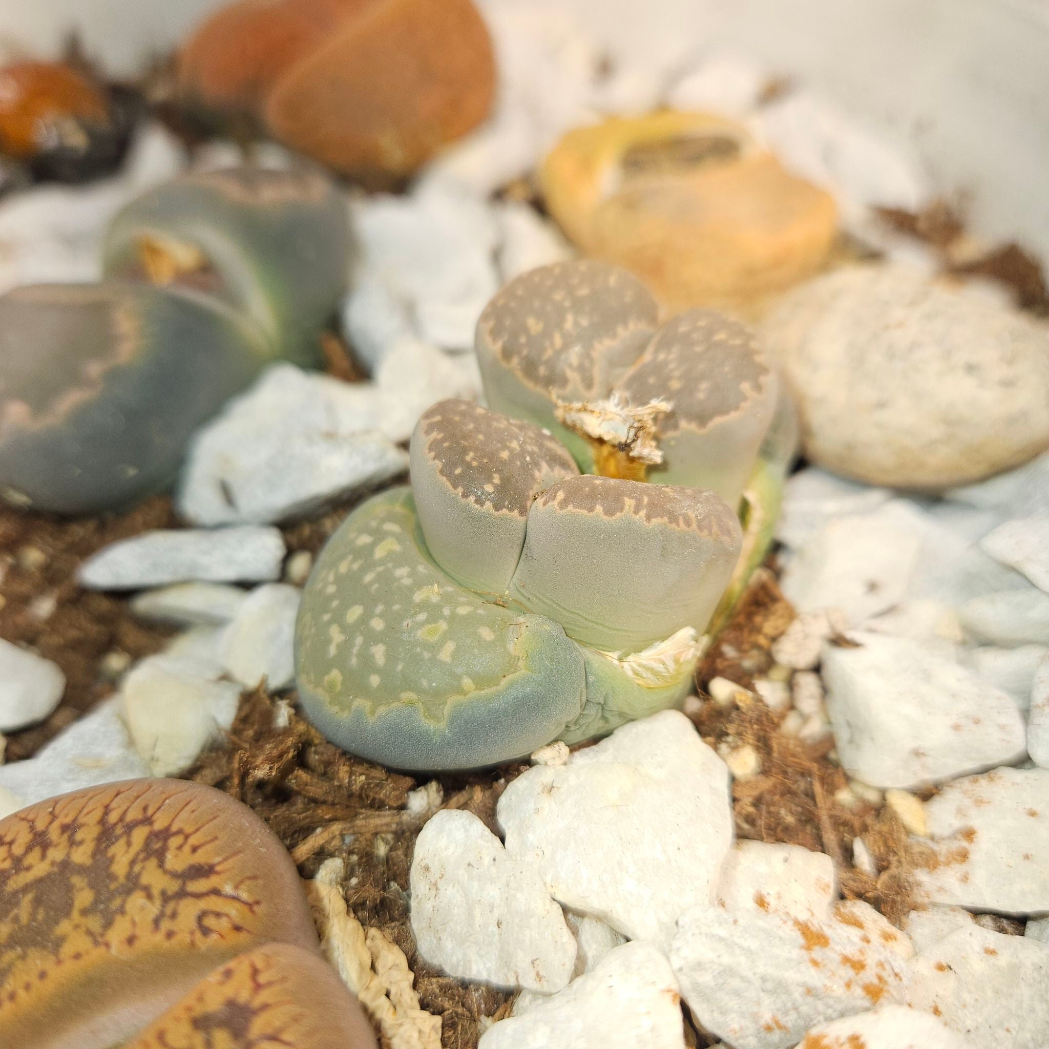 🪨 Why Are There Brown Spots on My Lithops salicola?