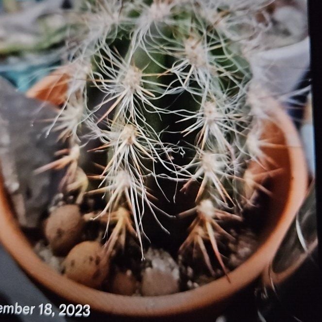 Cephalocereus palmeri Care 101: Water, Light & Growing Tips