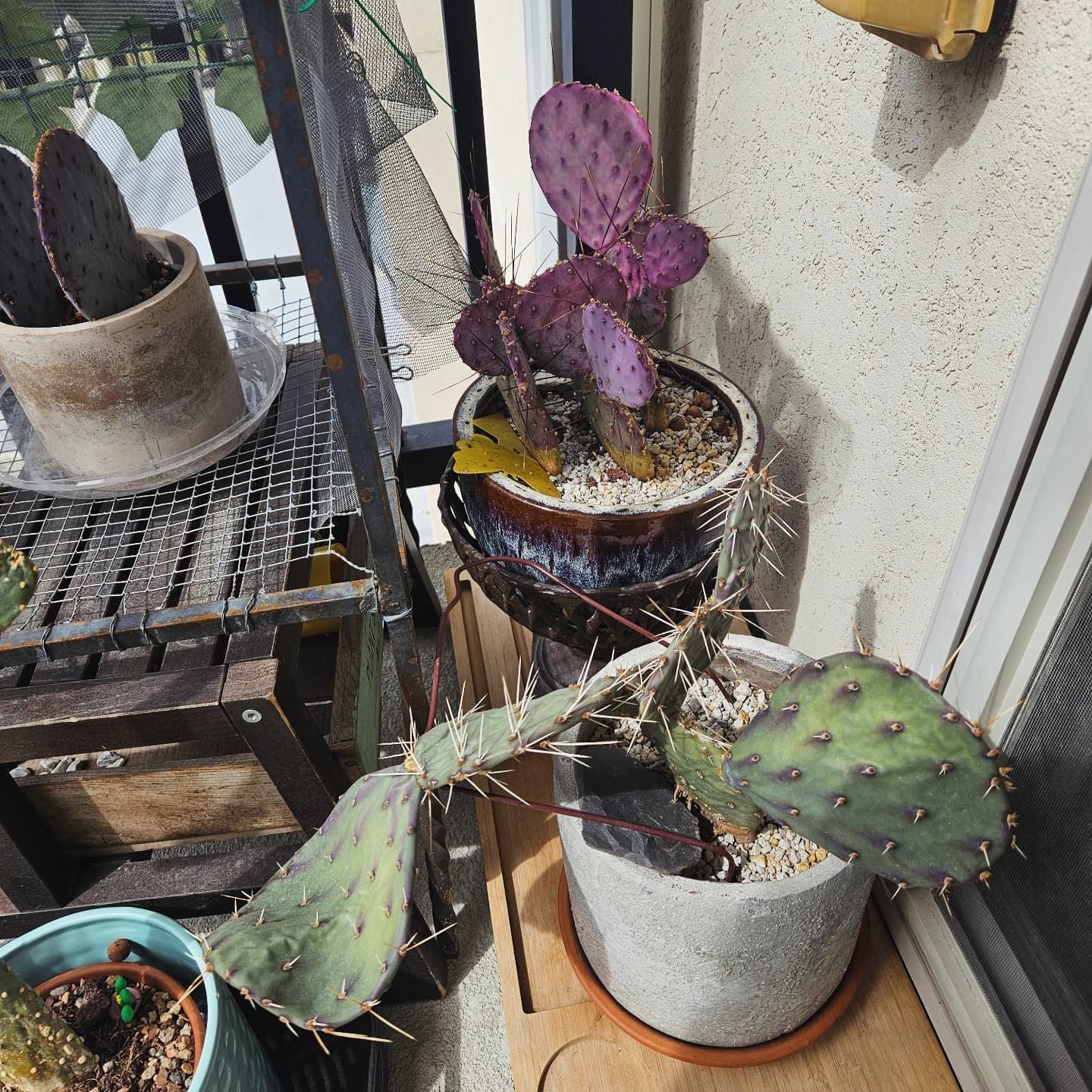 Cuddly Cactus Plant Care: Water, Light, Nutrients | Greg App 🌱