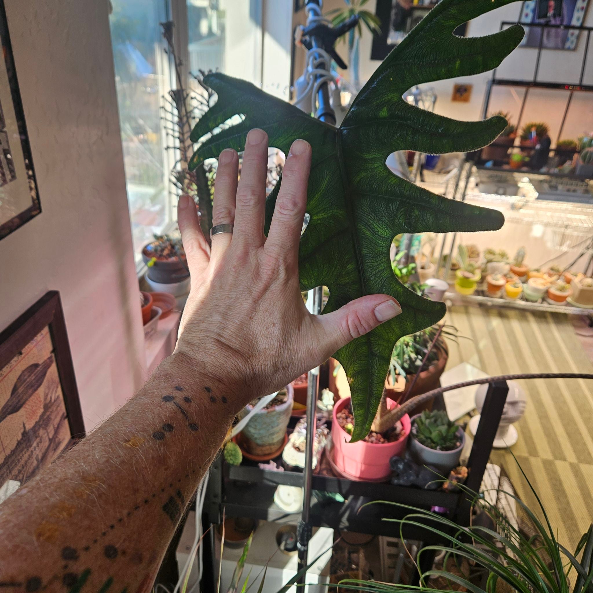 The Complete Alocasia 'Venom' Plant Care Guide: Water, Light & Beyond