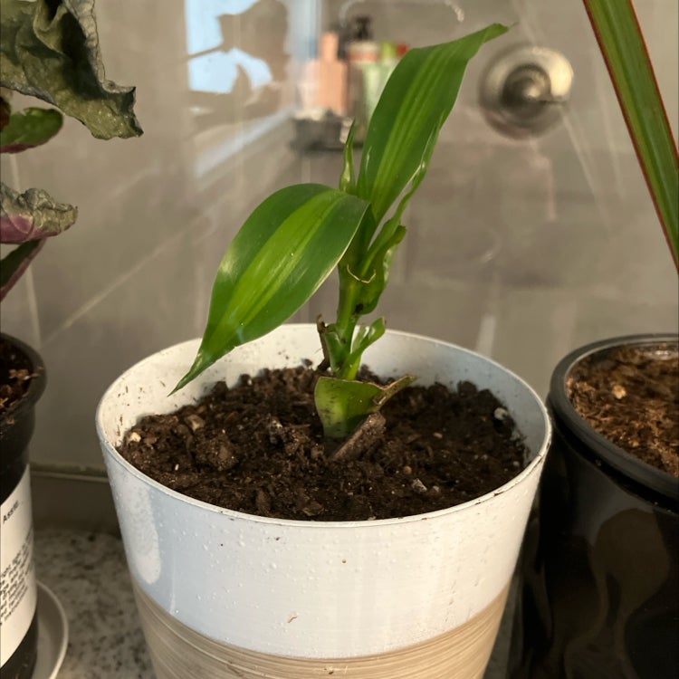 Propagating Your Corn Plant: Step-by-step Guide