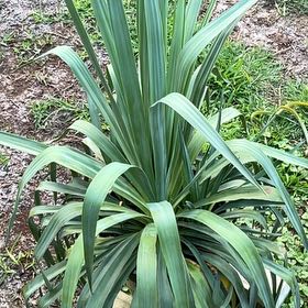 Yucca pendula Plant Care: Water, Light, Nutrients | Greg App 🌱