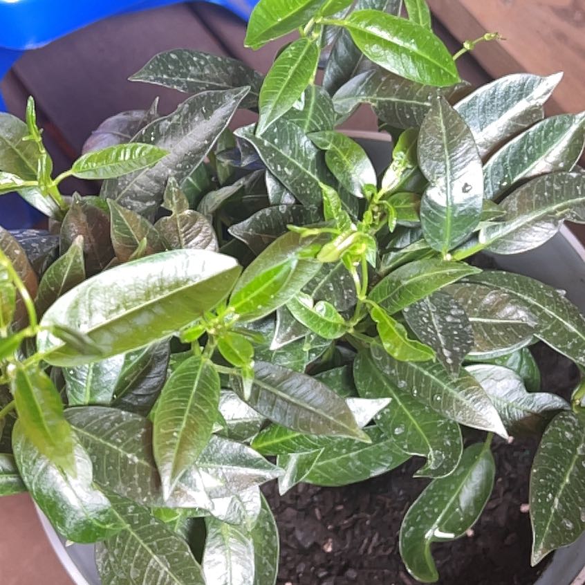 Messi | A plant by @Ñoradlasplantas on Greg