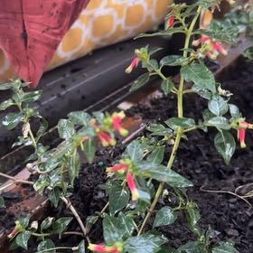 Honeybells Plant Care: Water, Light, Nutrients | Greg App 🌱
