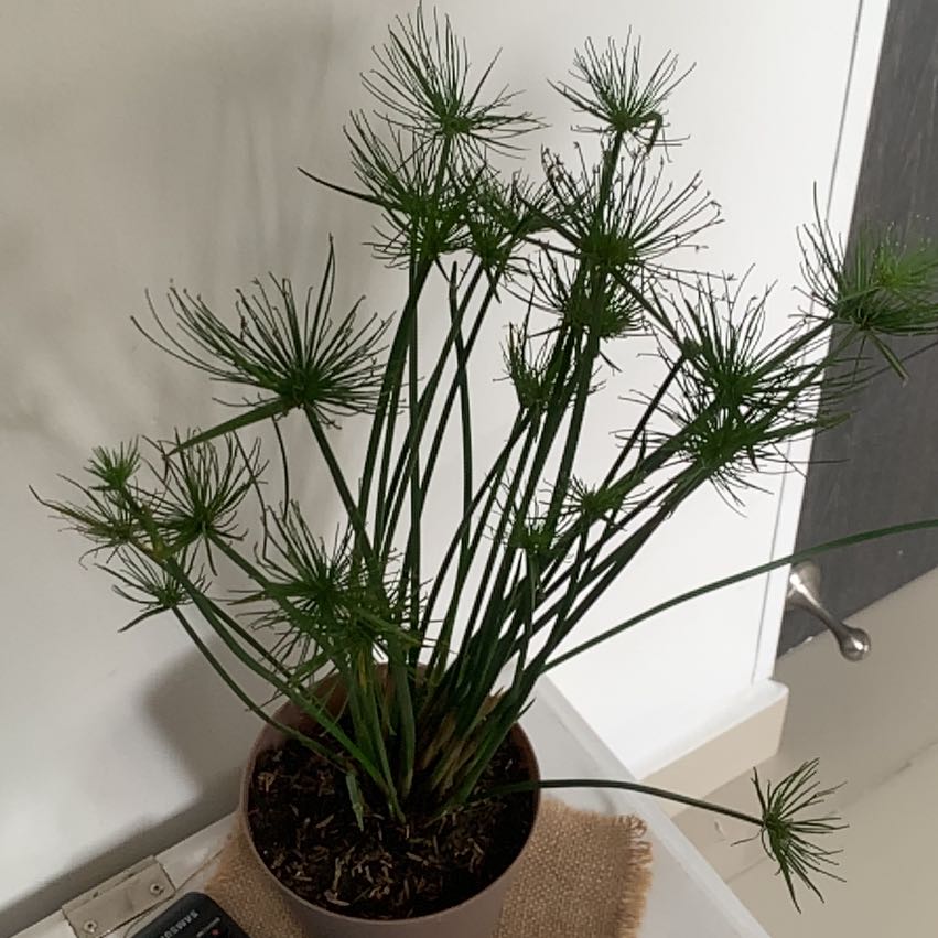 Why Are My Papyrus Leaves Turning Yellow?