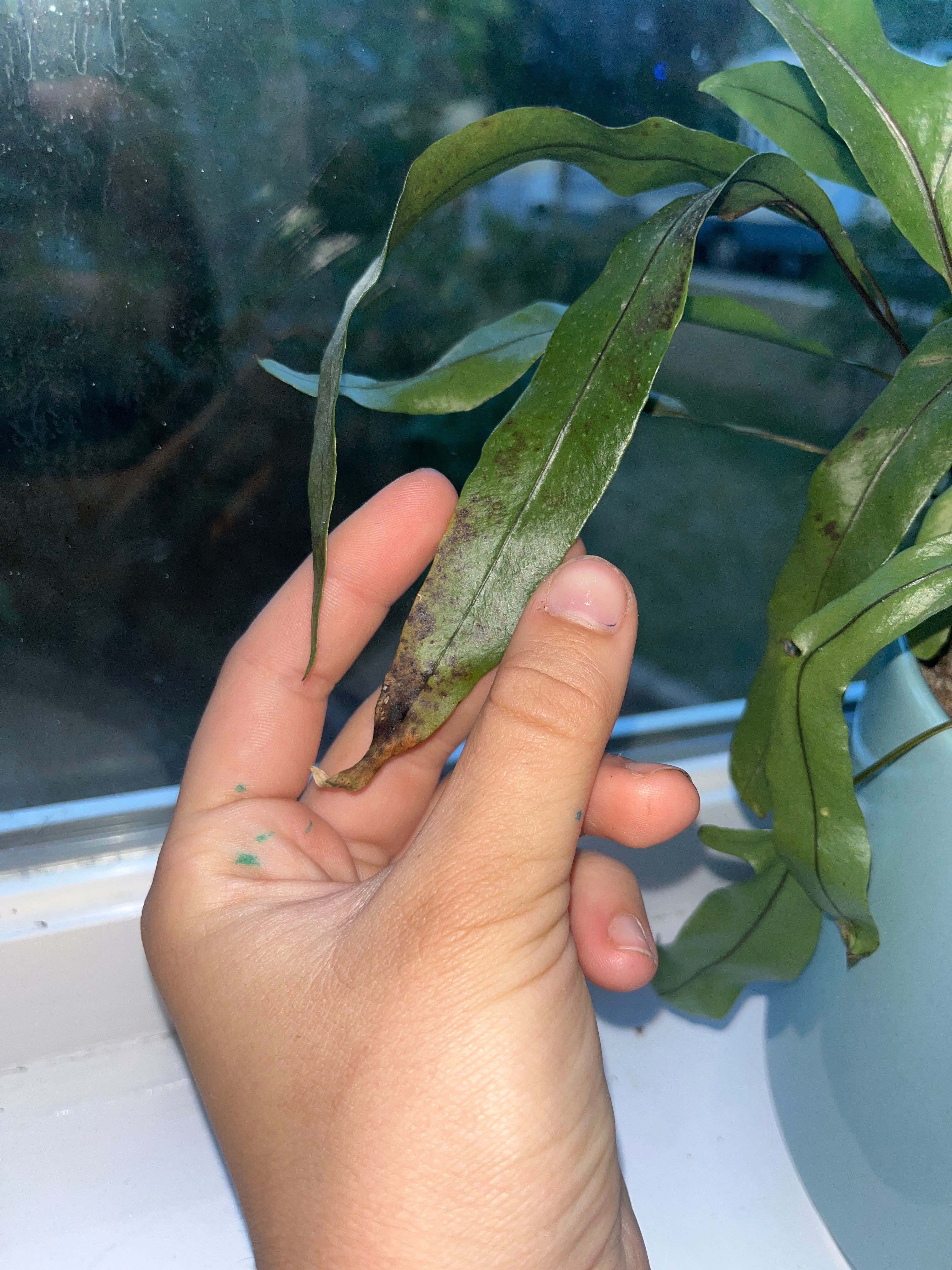 Is my kangaroo Paw ok?