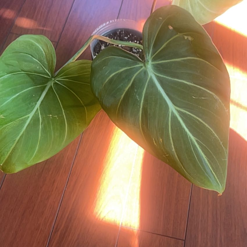 Black Spots on My Philodendron Splendid Leaves