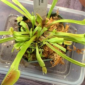 Dionaea muscipula 'B-52' Plant Care: Water, Light, Nutrients | Greg App 🌱