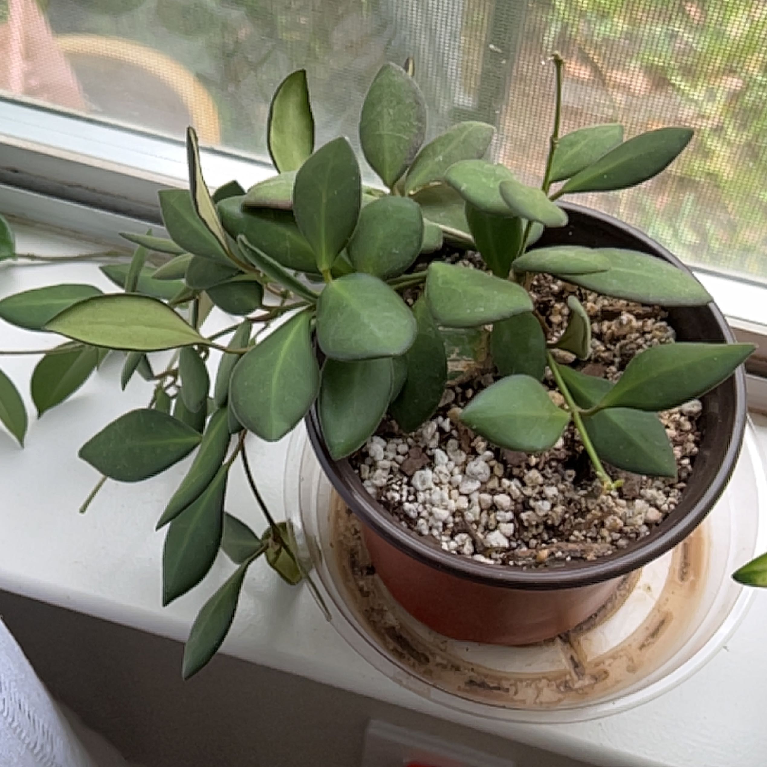 Best Soil Potting Mix for Hoya bilobata