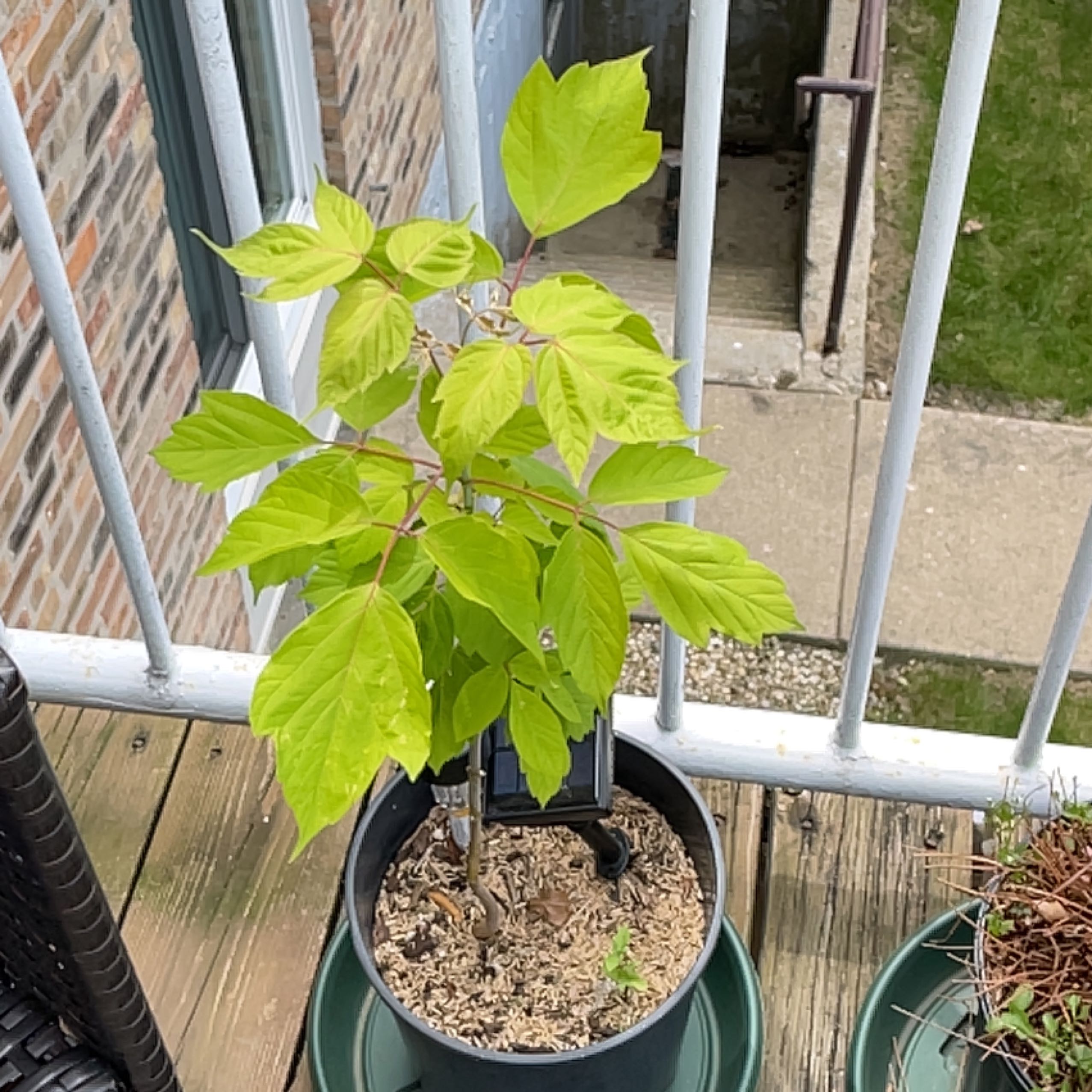 Propagating My Box Elder: Step-by-Step Guide