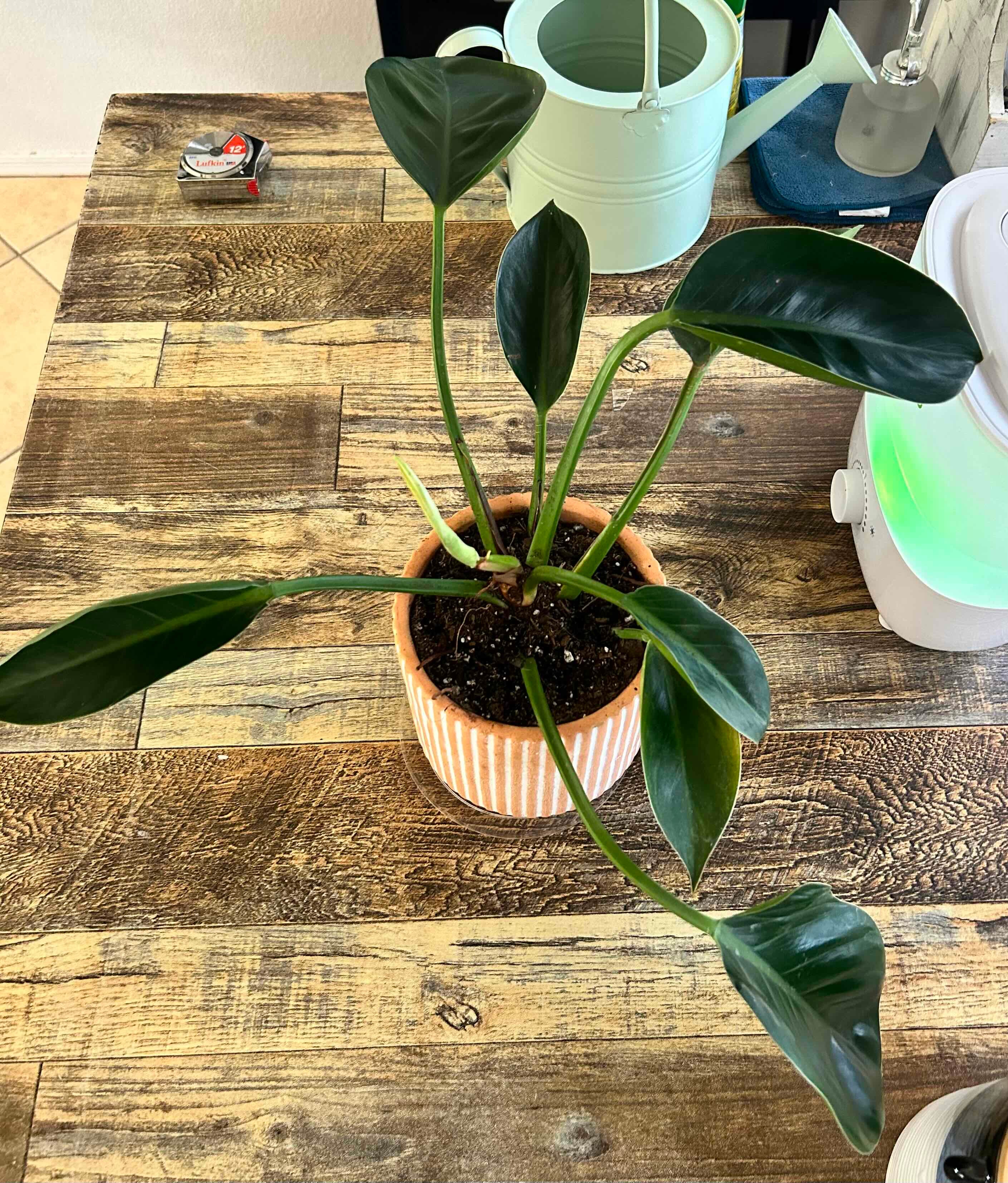 Personalized Congo Apple Philodendron Care: Water, Light, Nutrients ...