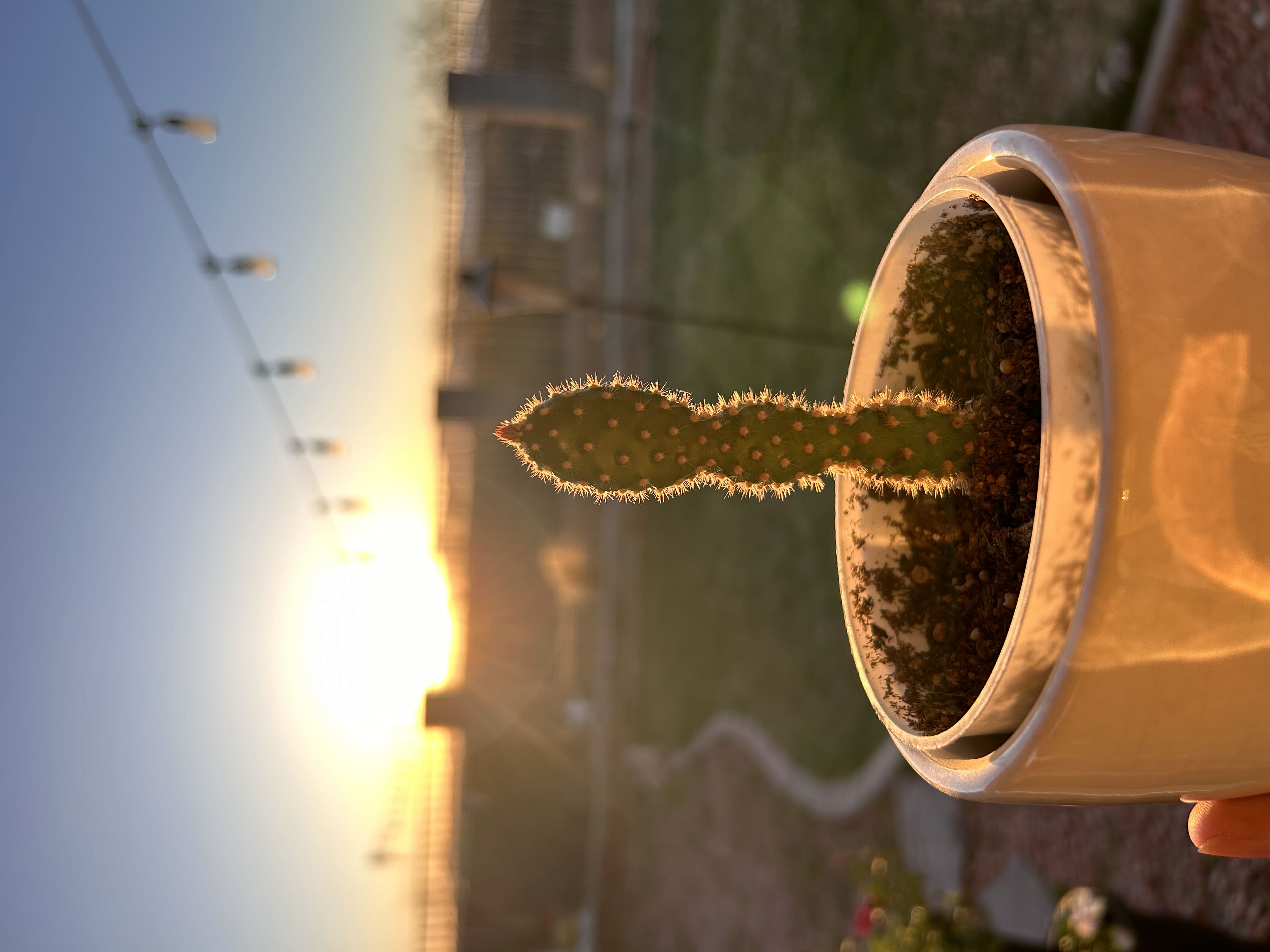 The Complete Opuntia 'Goblin' Plant Care Guide: Water, Light & Beyond