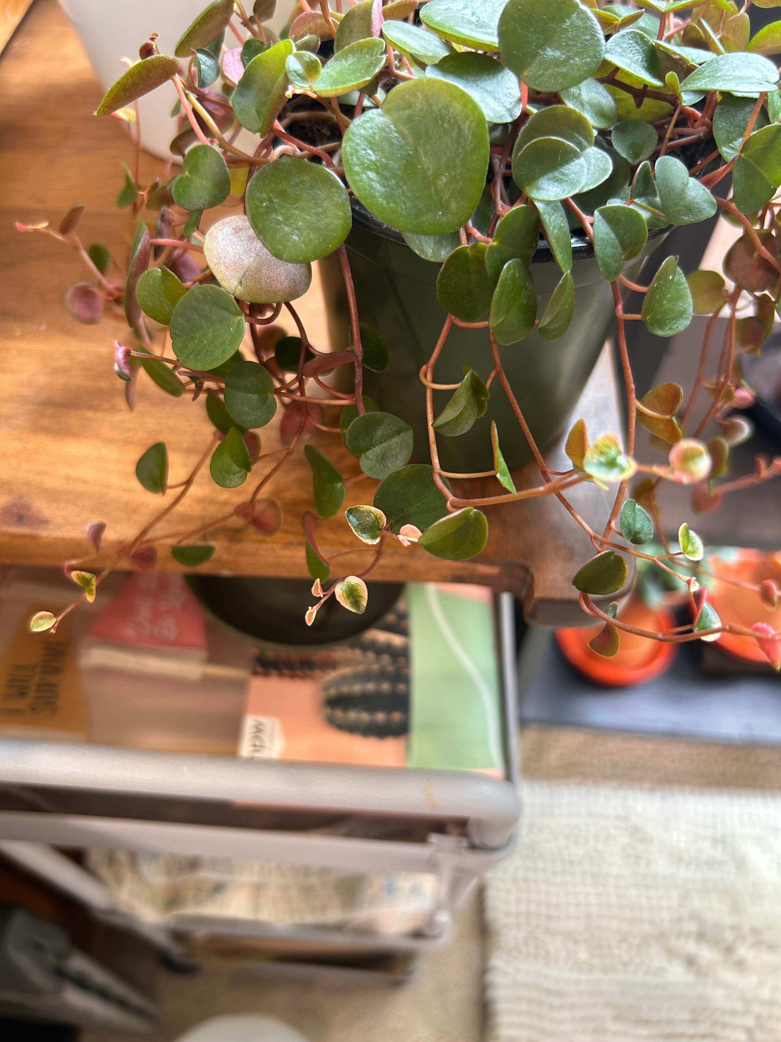 Peperomia Jitterbug Plant Care: Water, Light, Nutrients | Greg App 🌱