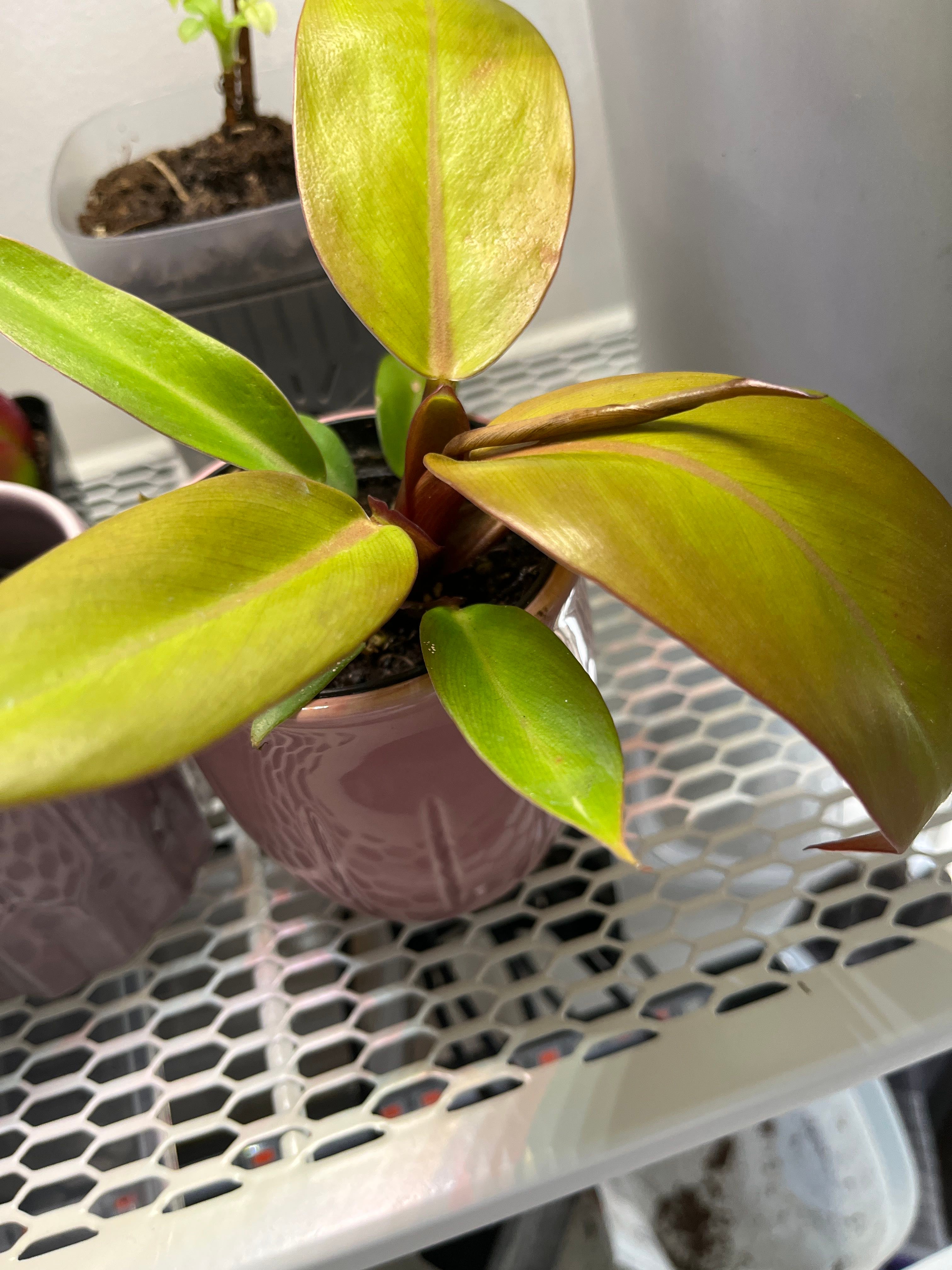 How to Care for Rudolph Philodendron: Mastering Water, Sunlight & More