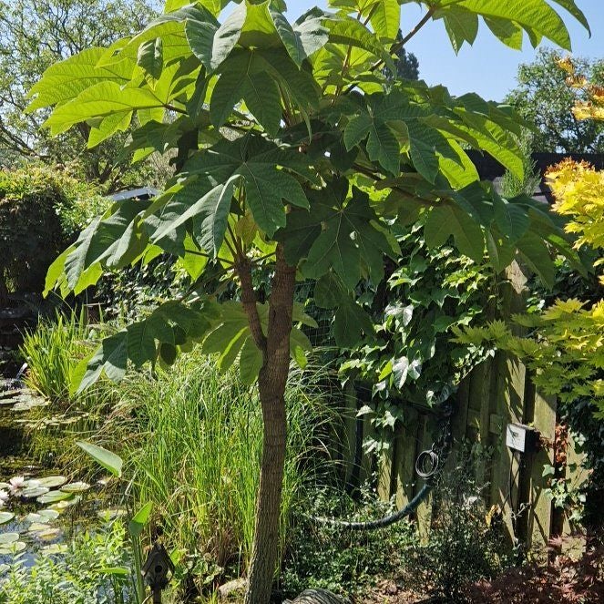 The Complete Chinese Rice-Paper Plant Plant Care Guide: Water, Light ...