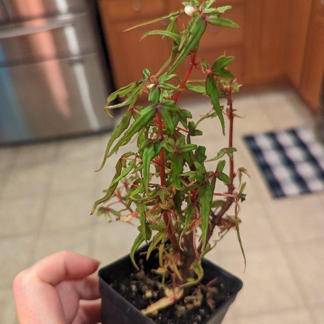 Personalized Maple leaf begonia Care: Water, Light, Nutrients | Greg App