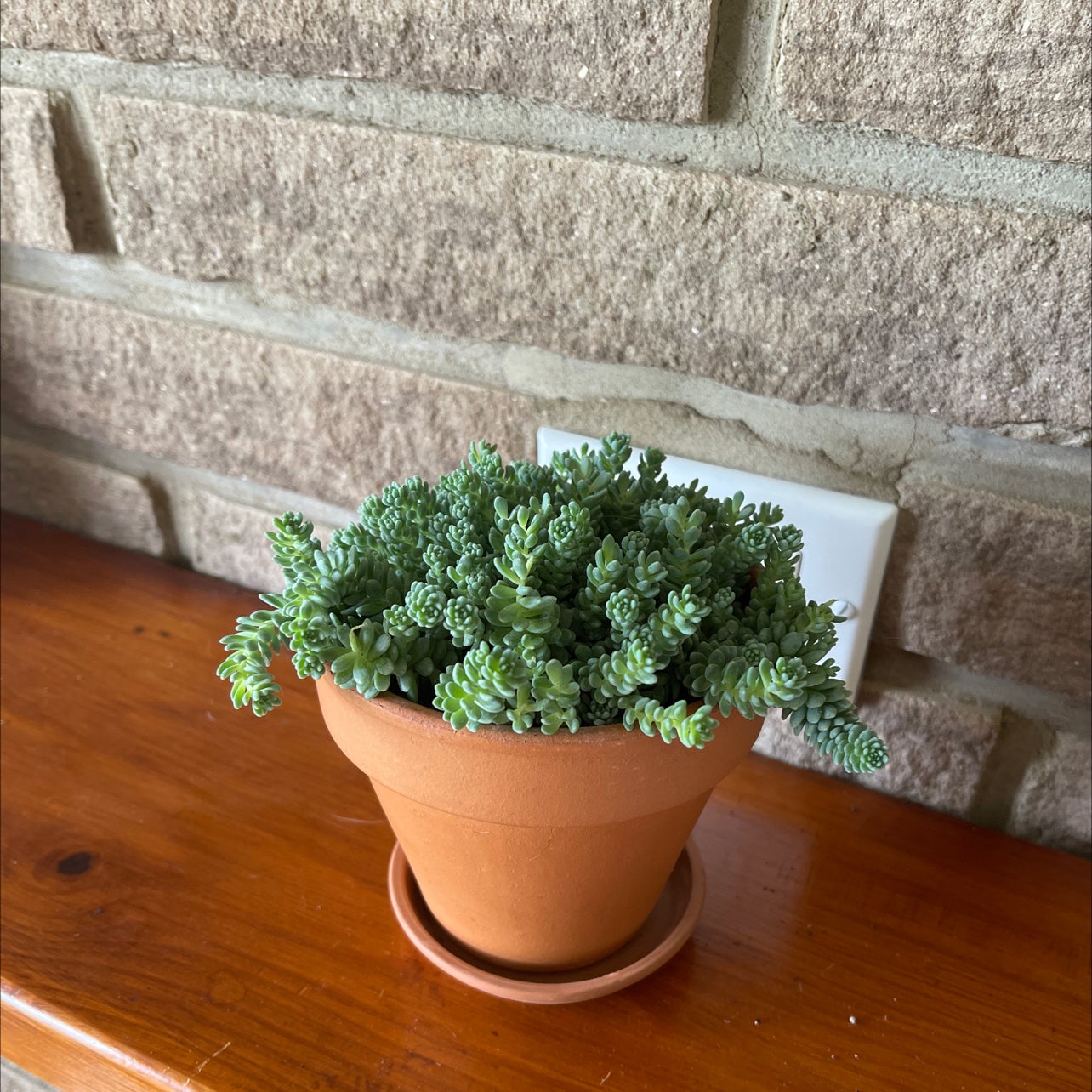 🌡 What Is A Good Temperature Range For My Corsican Stonecrop?