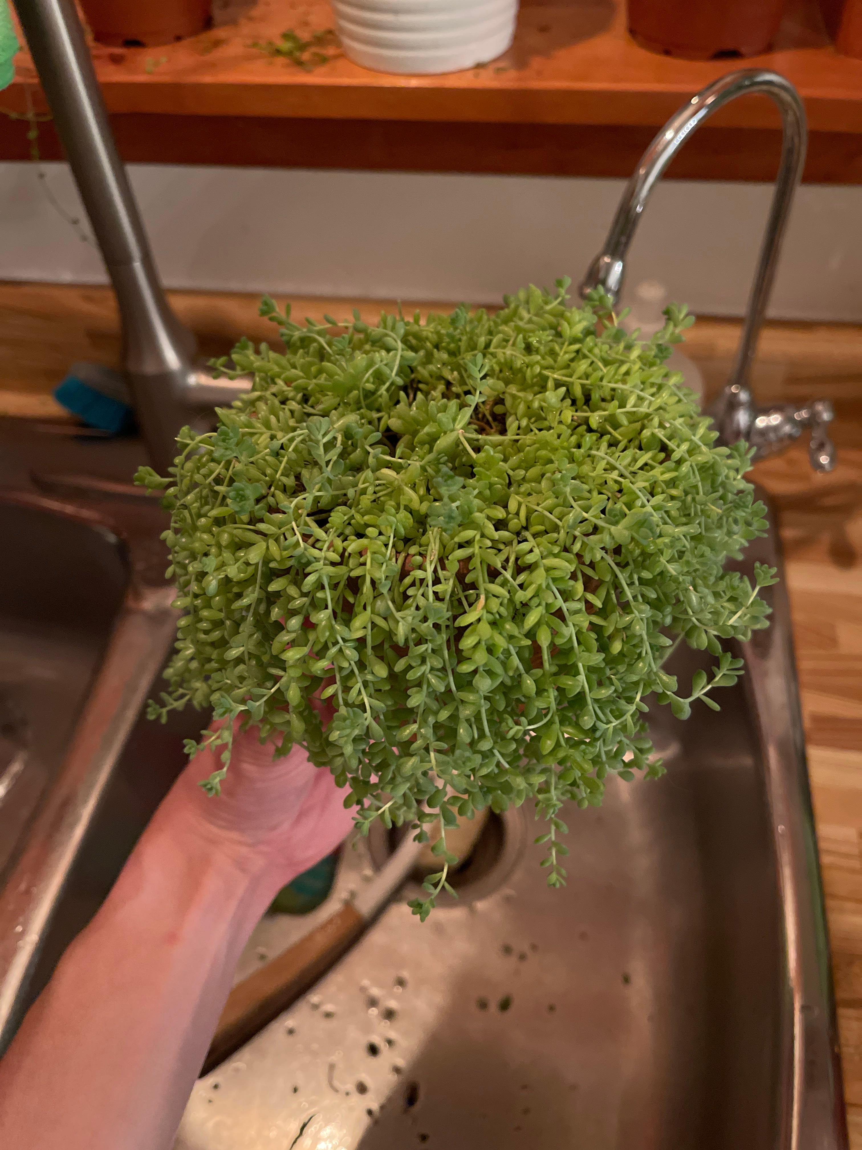 Corsican Stonecrop Plant Care: Water, Light, Nutrients | Greg App 🌱