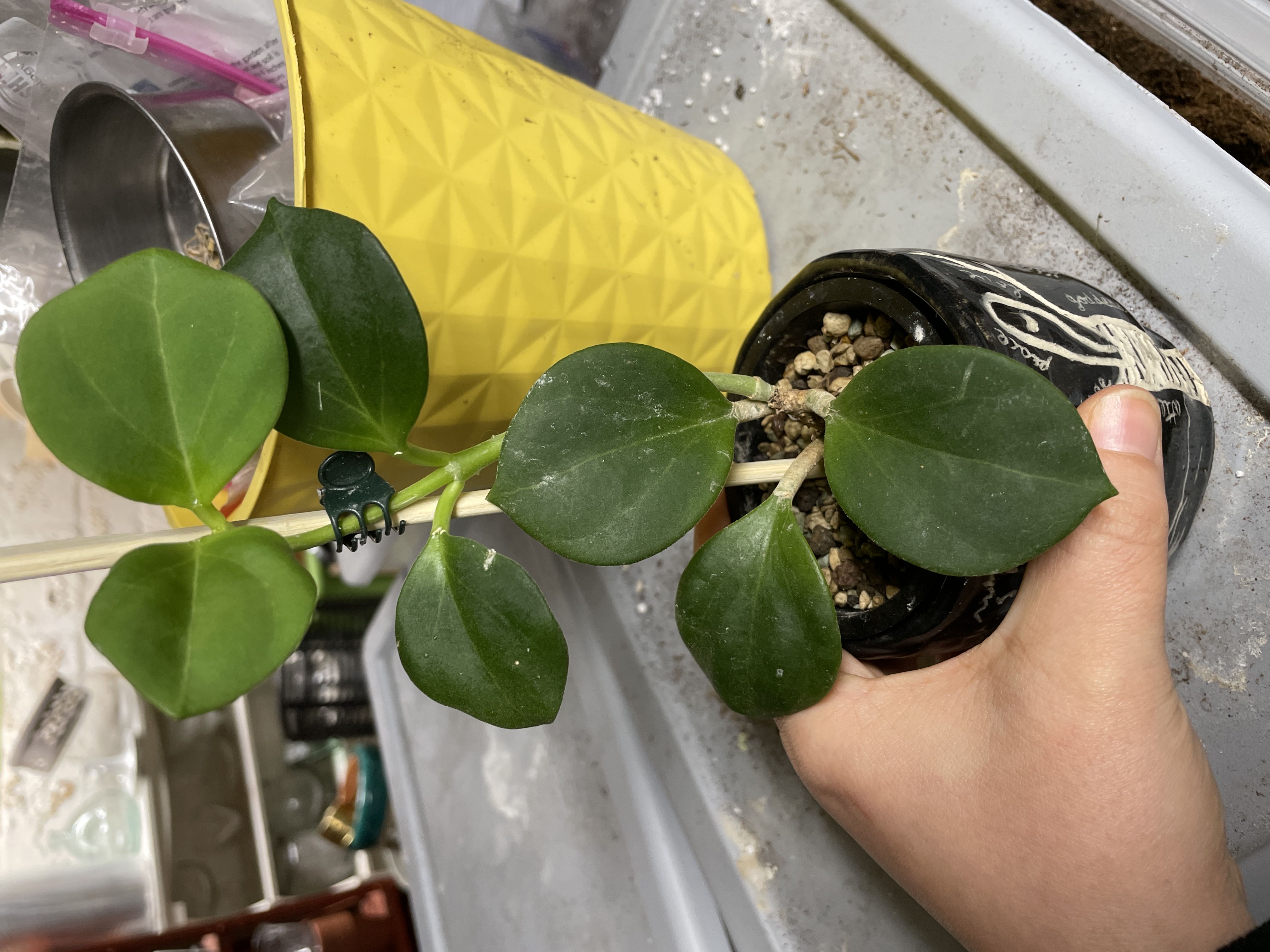 Chelsea Hoya Plant Care: Water, Light, Nutrients | Greg App 🌱