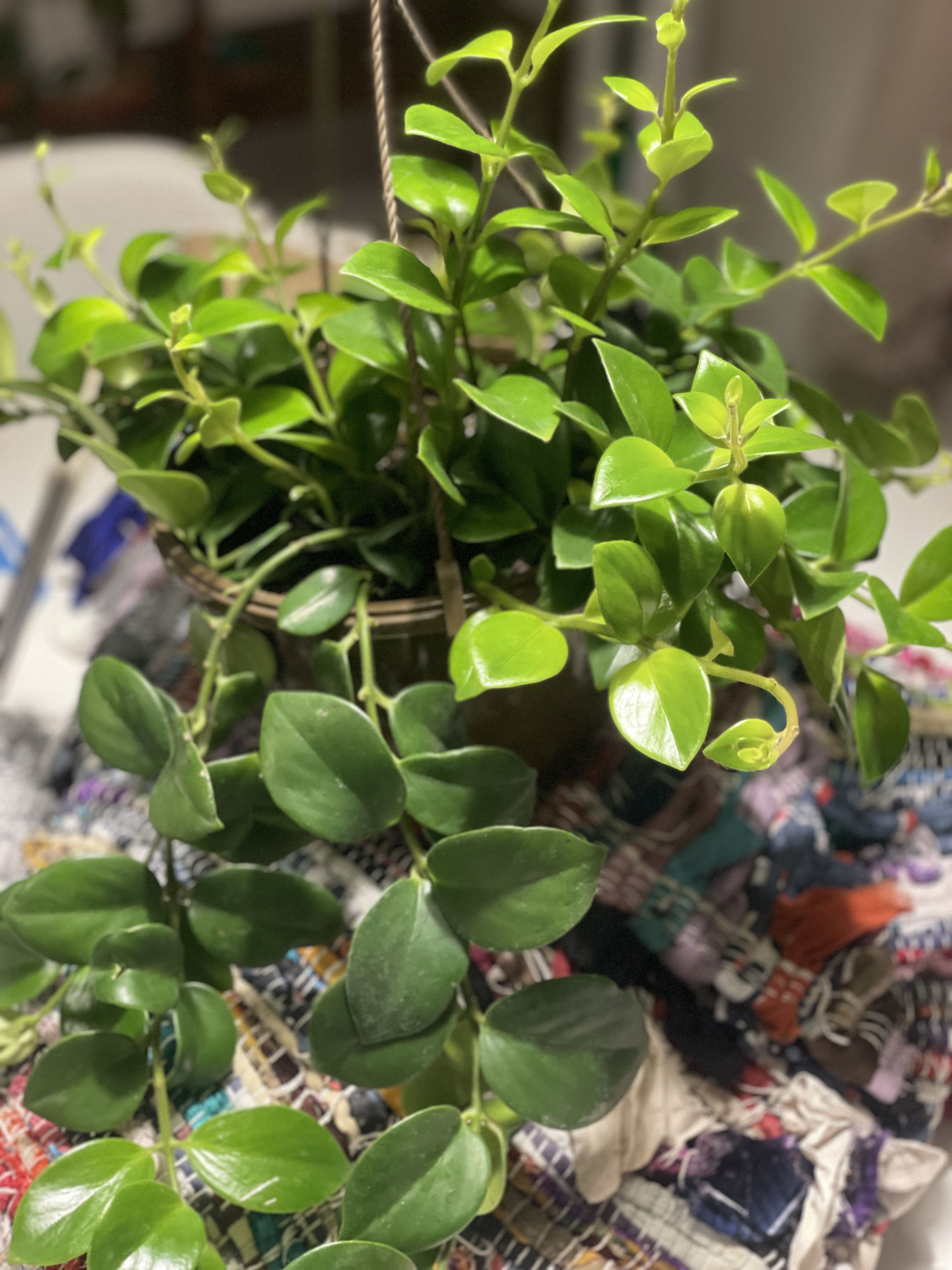 Peperomia 'Amigo Marcello' Plant Care: Water, Light, Nutrients | Greg App 🌱