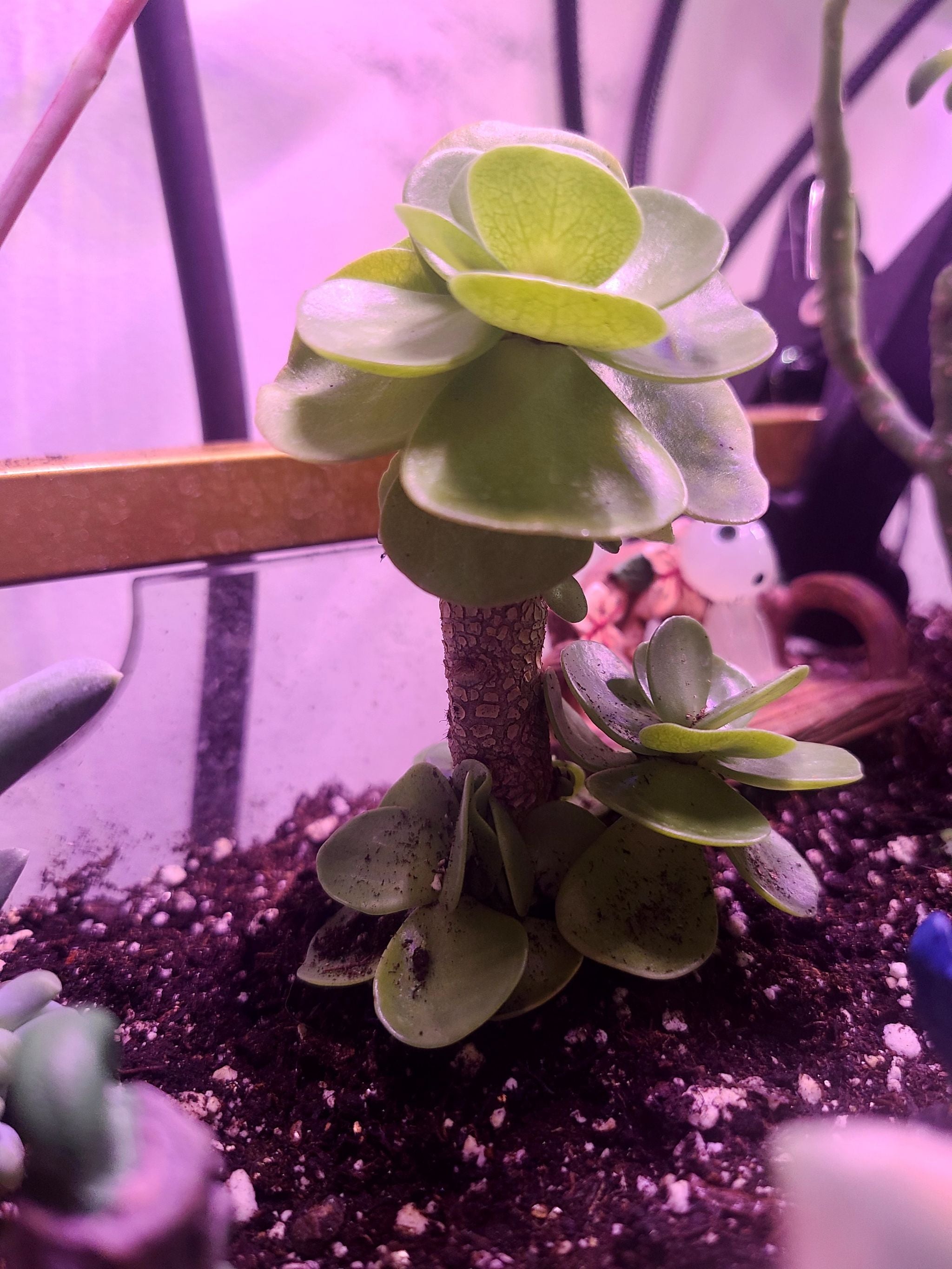 Portulaca molokiniensis 'Maraca' Plant Care: Water, Light, Nutrients ...