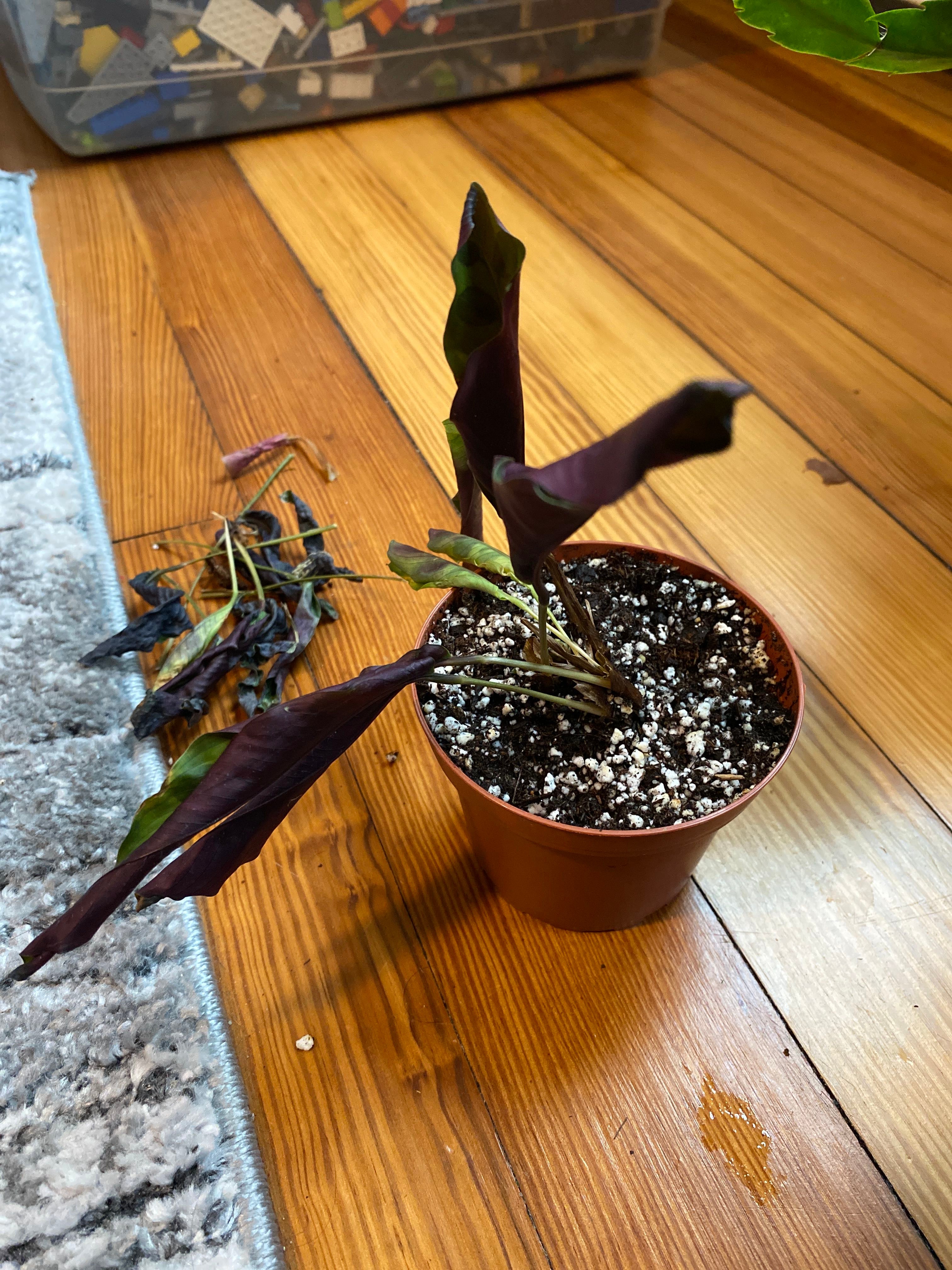 Calathea Stella Plant Care: Water, Light, Nutrients | Greg App 🌱