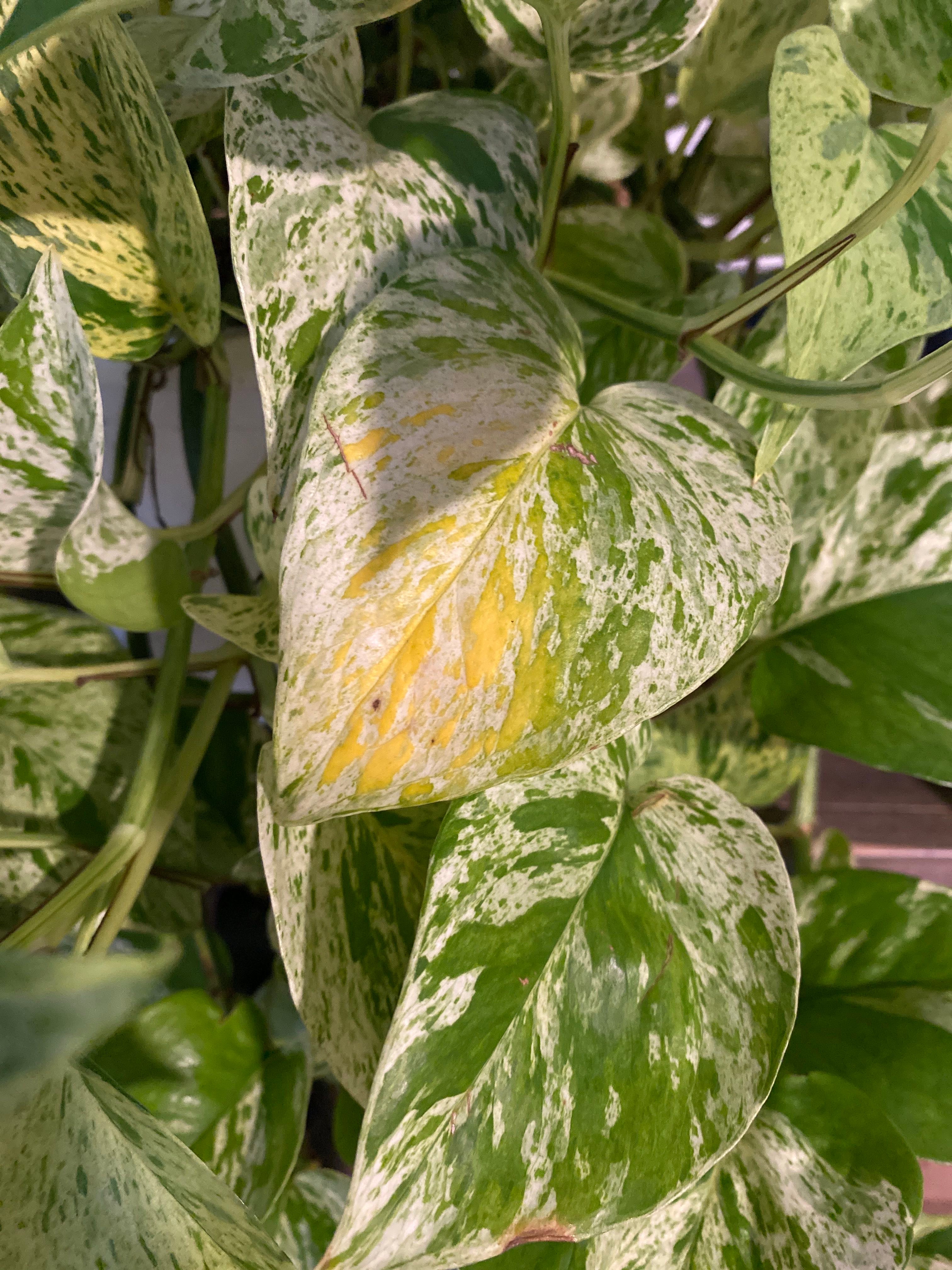 Pothos leaves turning yellow??