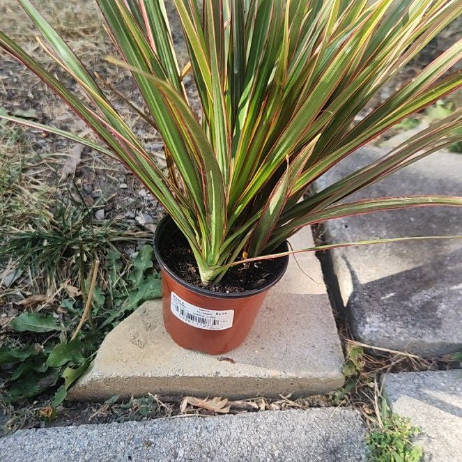 Rainbow Tree Plant Care: Water, Light, Nutrients | Greg App 🌱