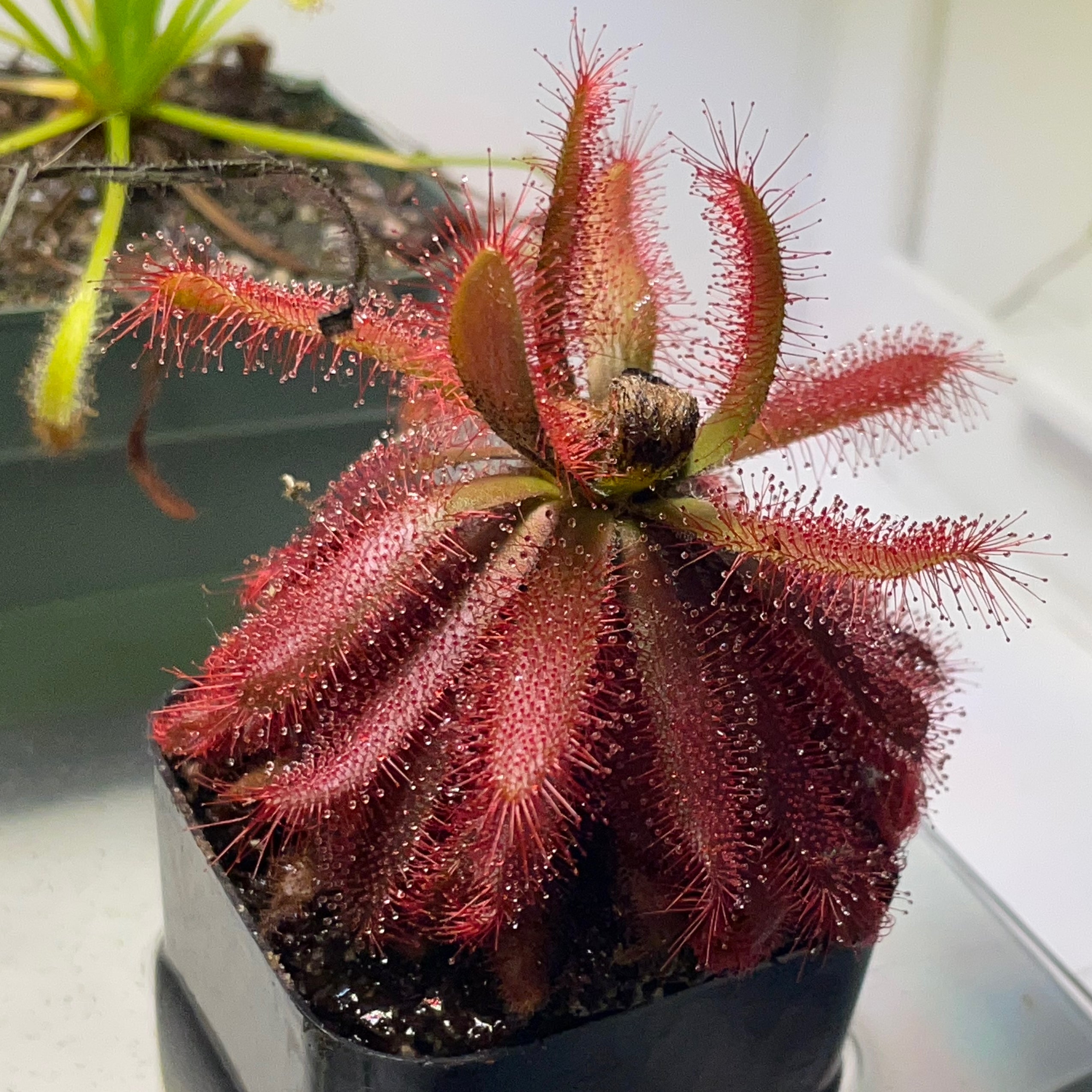 Drosera Gramogolensis Plant Care: Water, Light, Nutrients | Greg App 🌱
