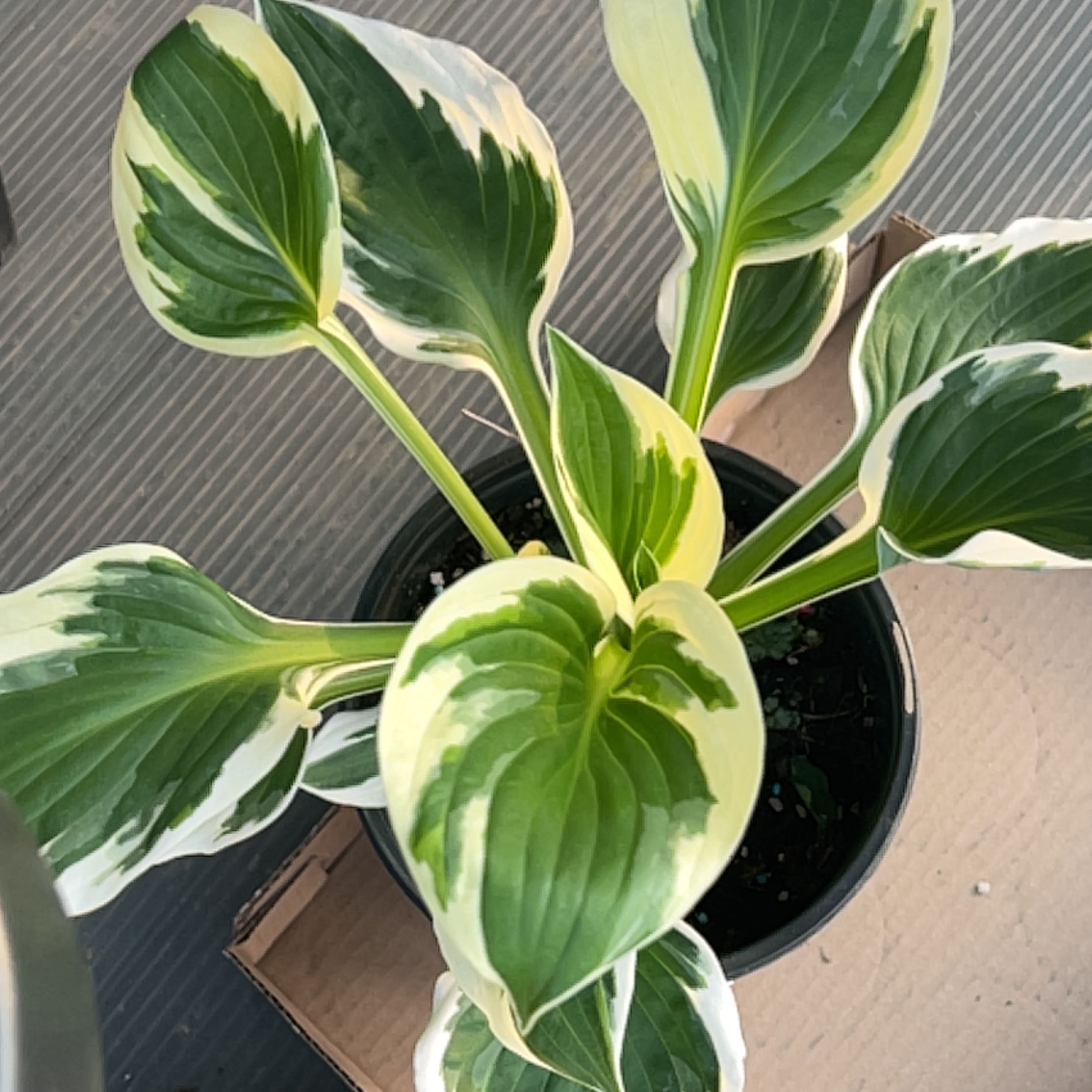 What Temperature Does My Hosta 'Patriot' Need?