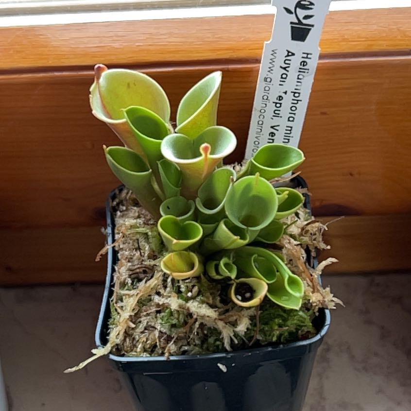 Kobe | A plant by @ChampSoursop on Greg