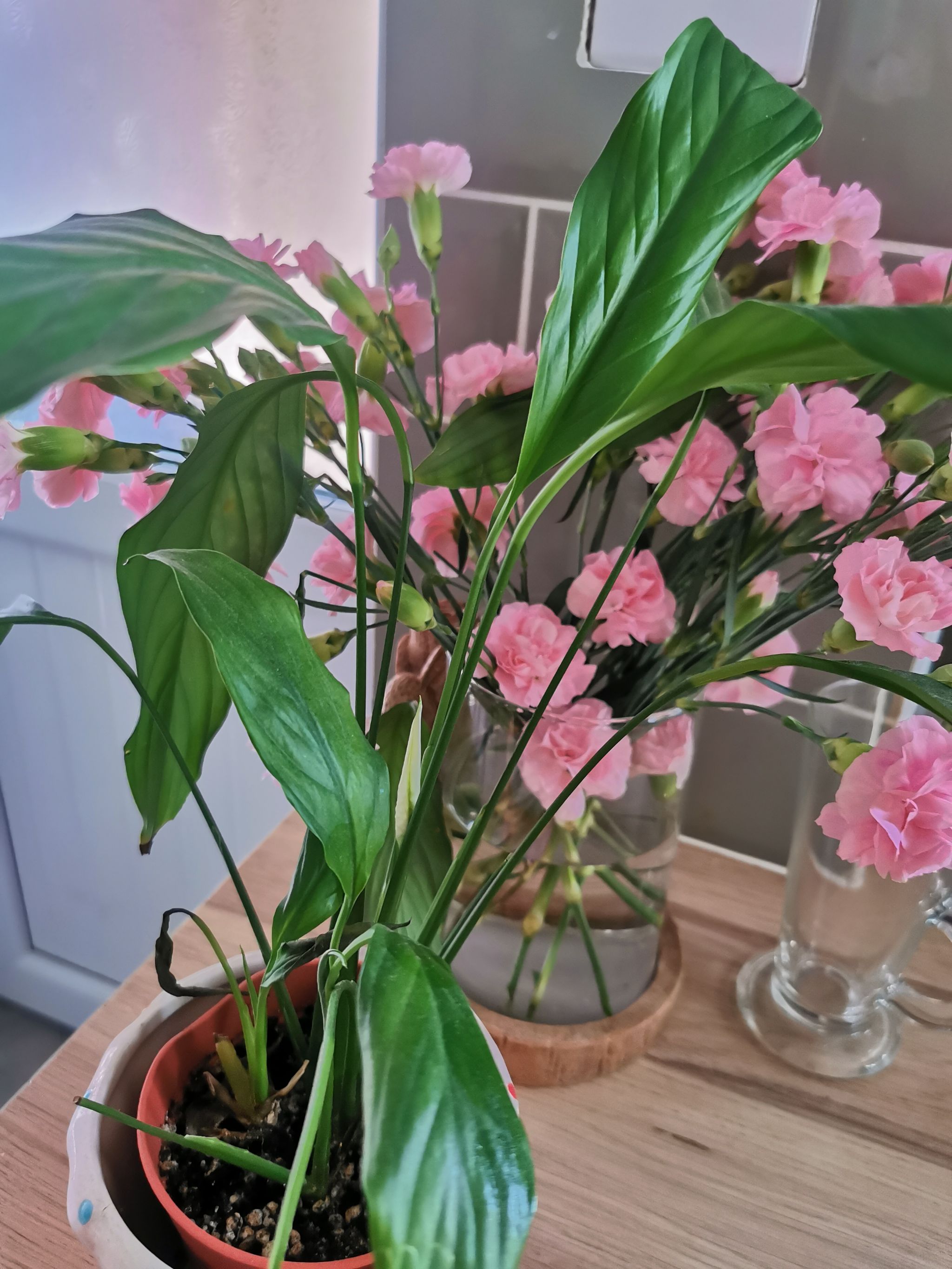 I've had this Peace Lily for so long, over the years it's...