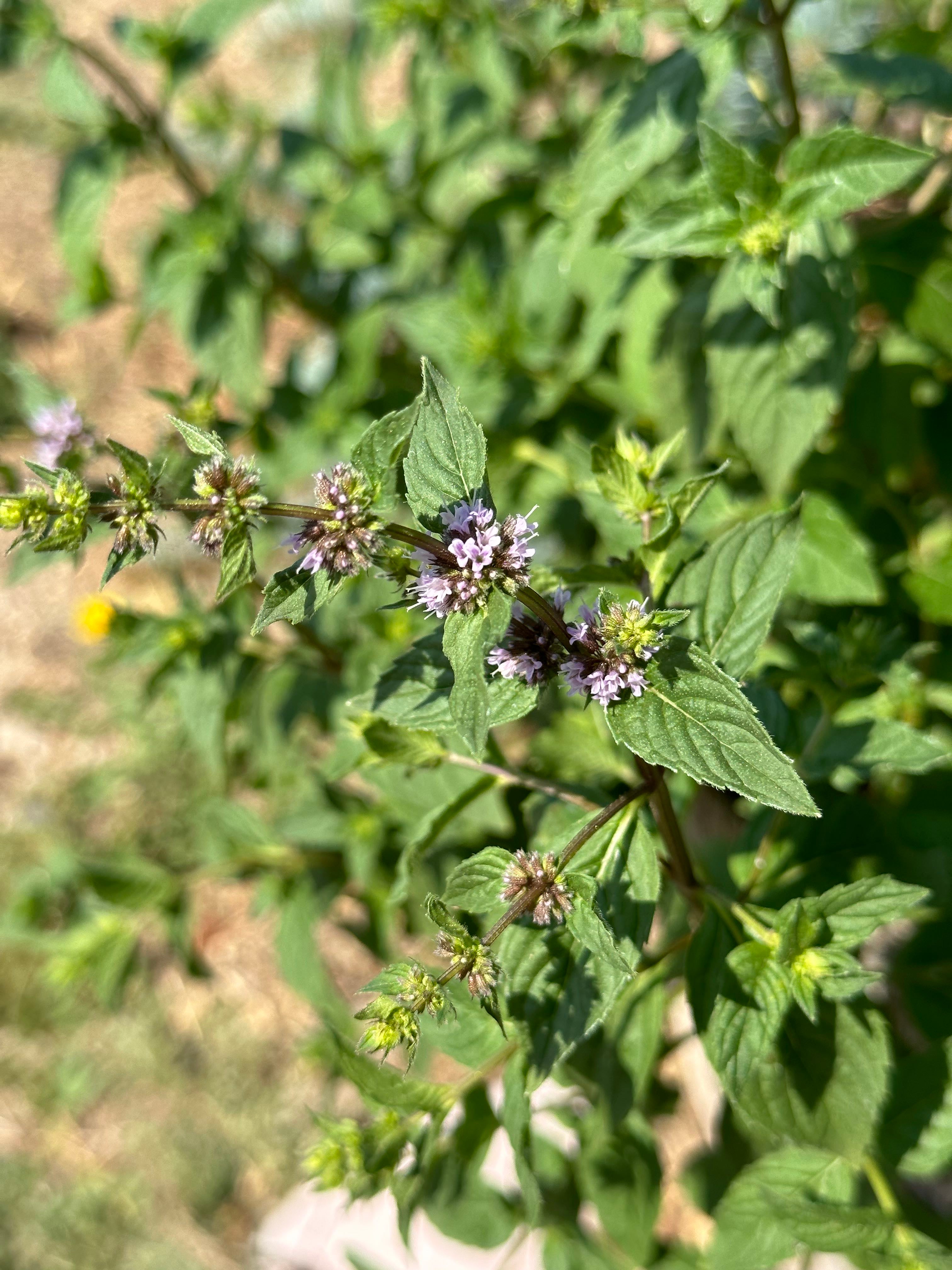Spearmint Plant Care: Water, Light, Nutrients | Greg App 🌱