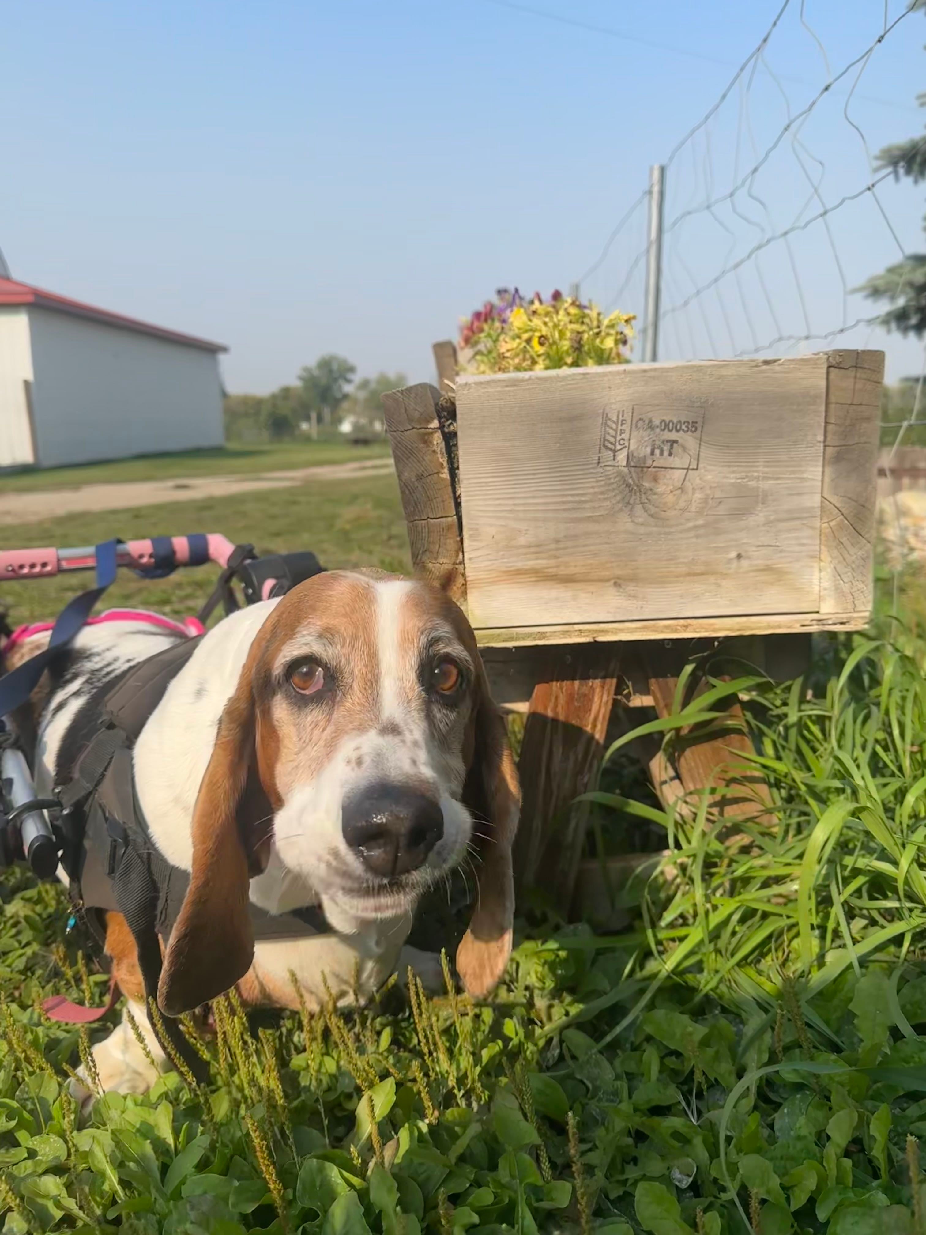 What is a Matrix Primrose Pansy? Complete Guide 🌸