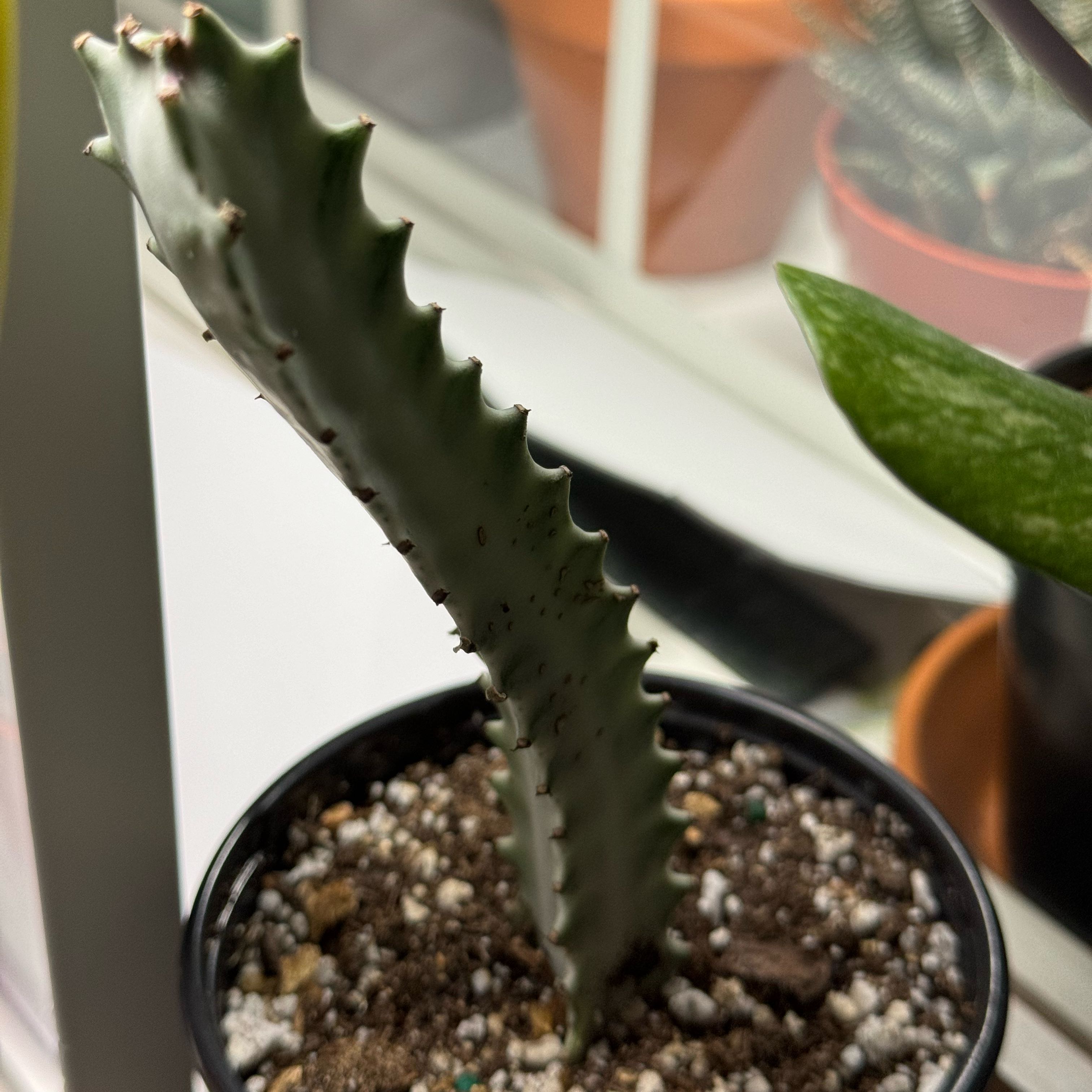 casper | A plant by @pelssy on Greg