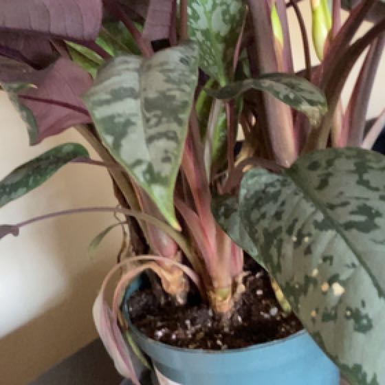 Personalized Apoballis Red Sword Care: Water, Light, Nutrients | Greg App