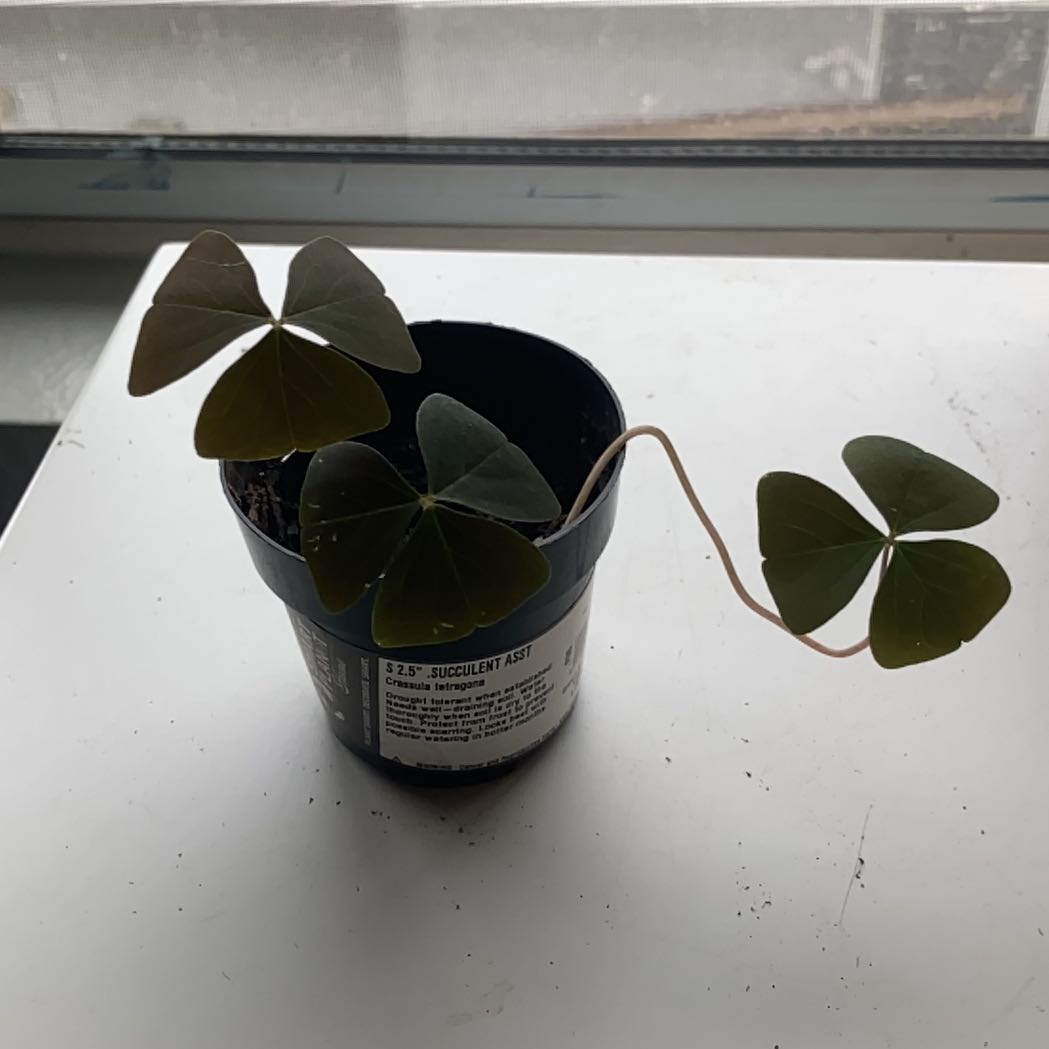 🍋 Why Are There Brown Spots on My Lemon Clover Leaves?