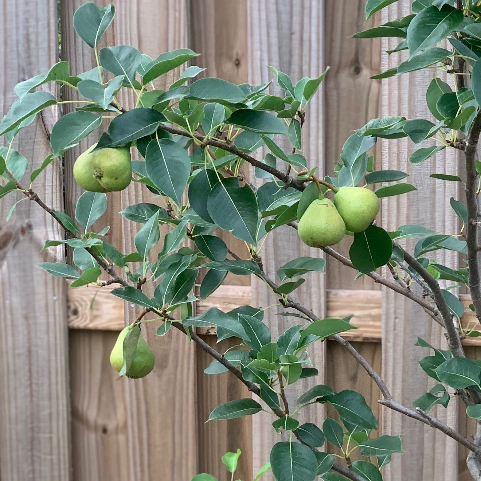 🐛 What To Do About Bugs on My Pear?