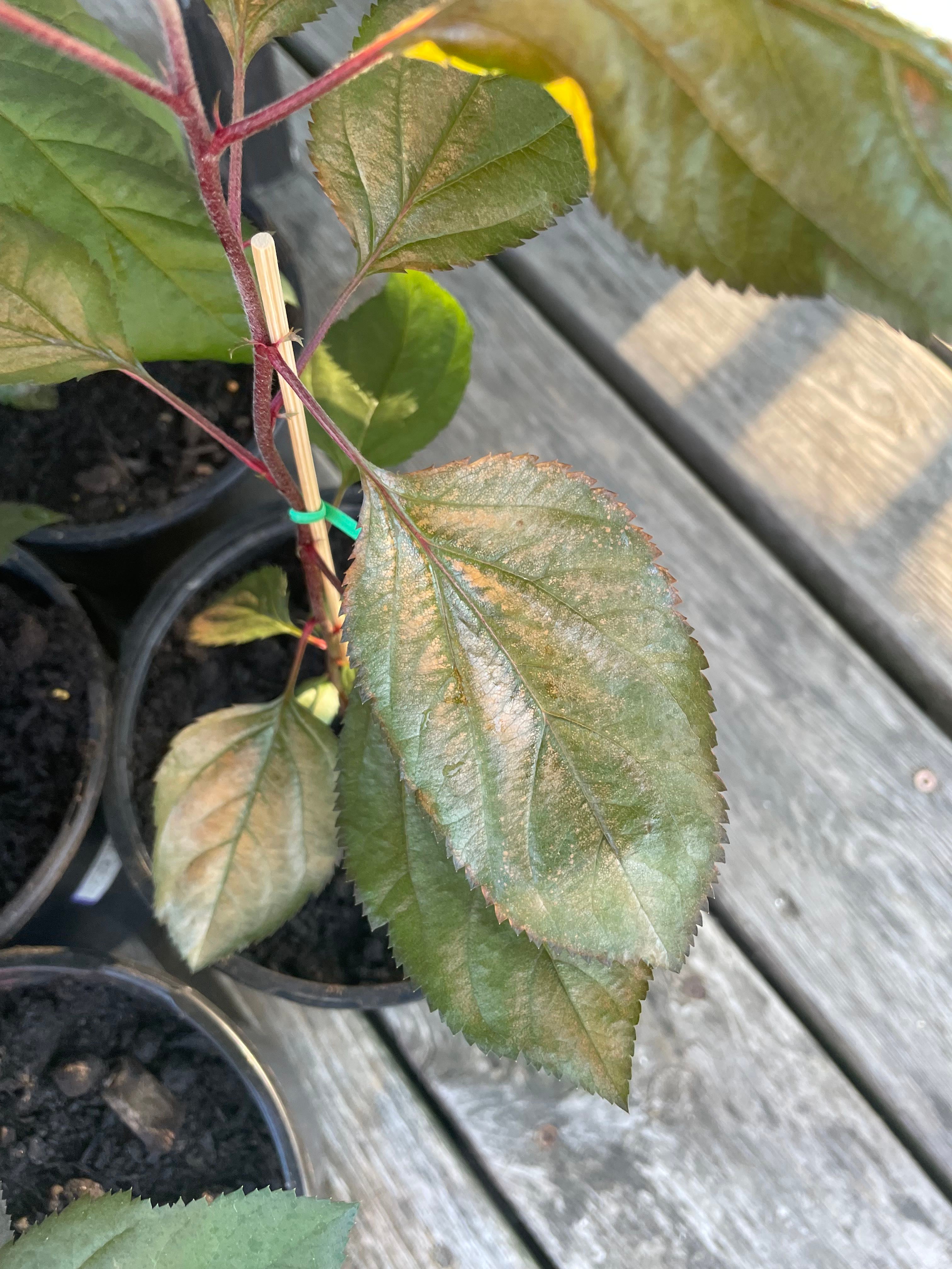 🍏 Ultimate Guide to Root Rot in Gala Apple Tree