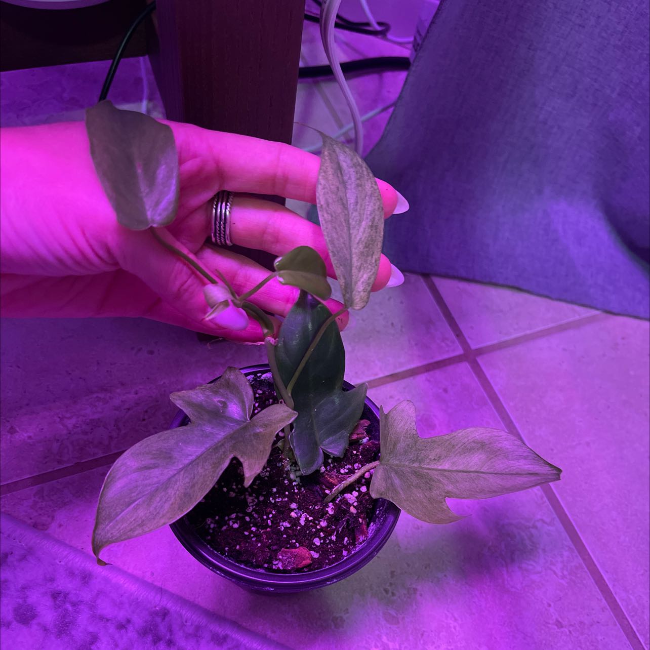 Propagating Philodendron 'Florida Ghost': The Ultimate Guide