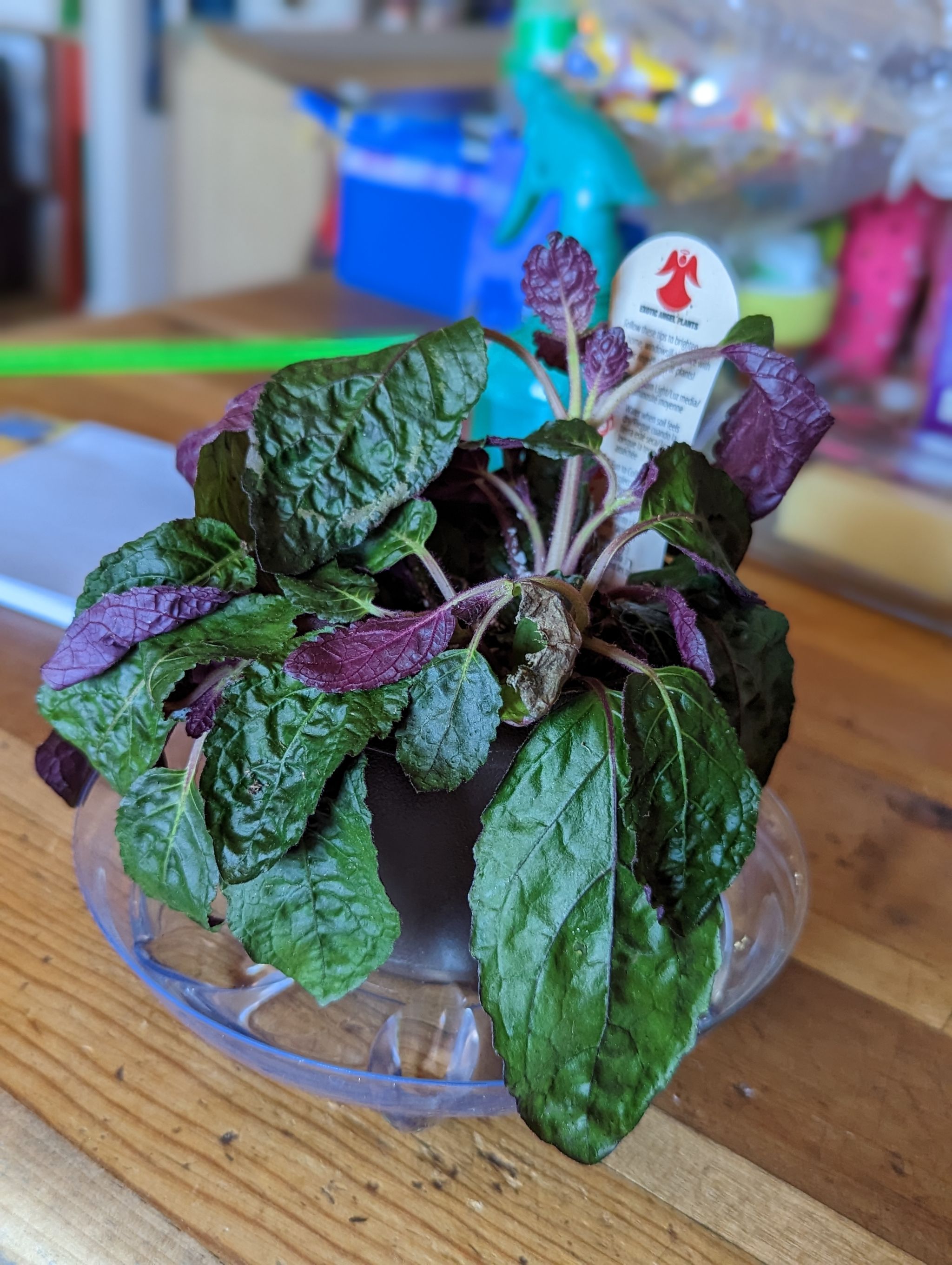 Dragon's Tongue Plant Care: Water, Light, Nutrients | Greg App 🌱