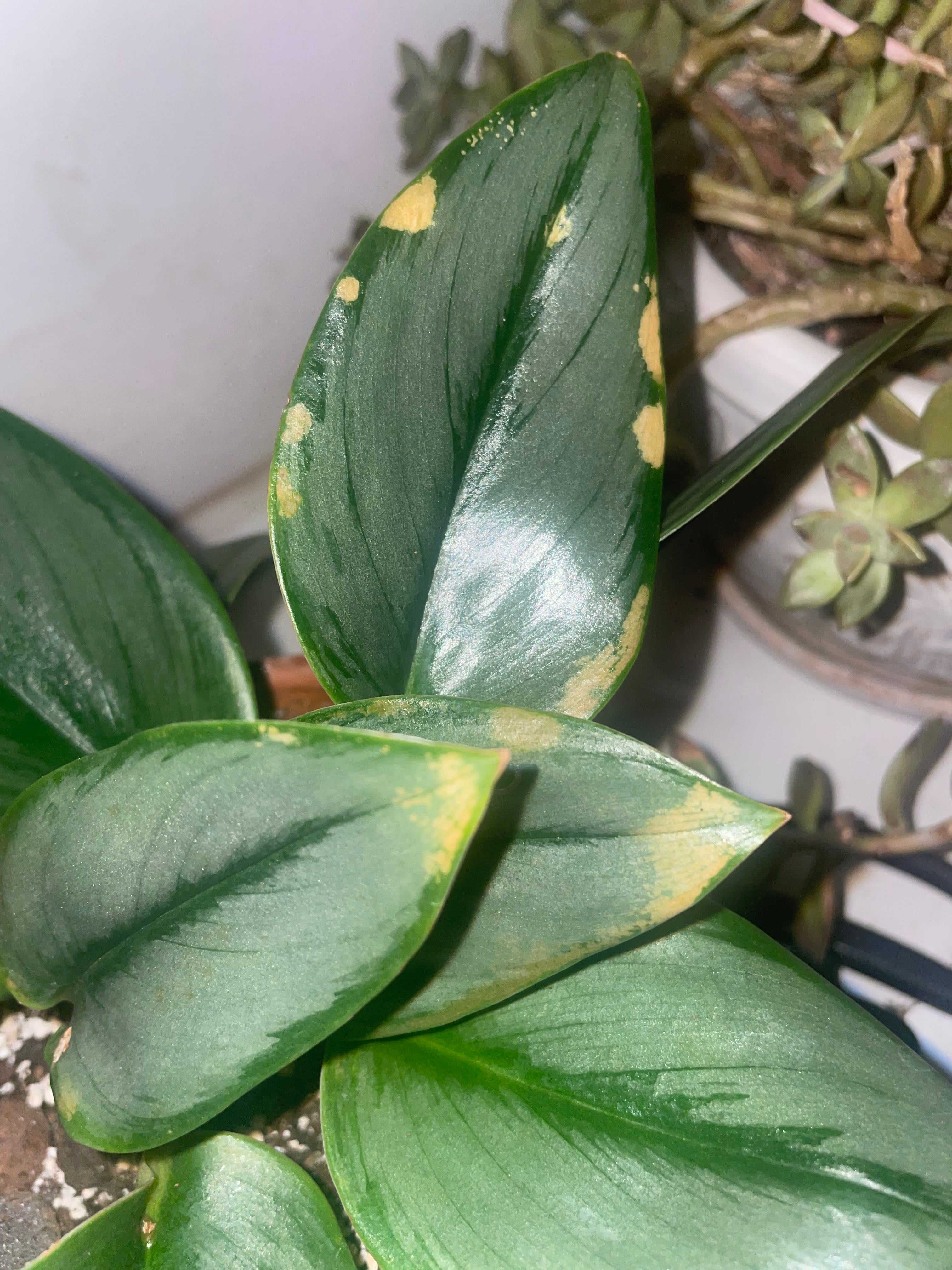 What are these yellow spots on scindapsus Treubii