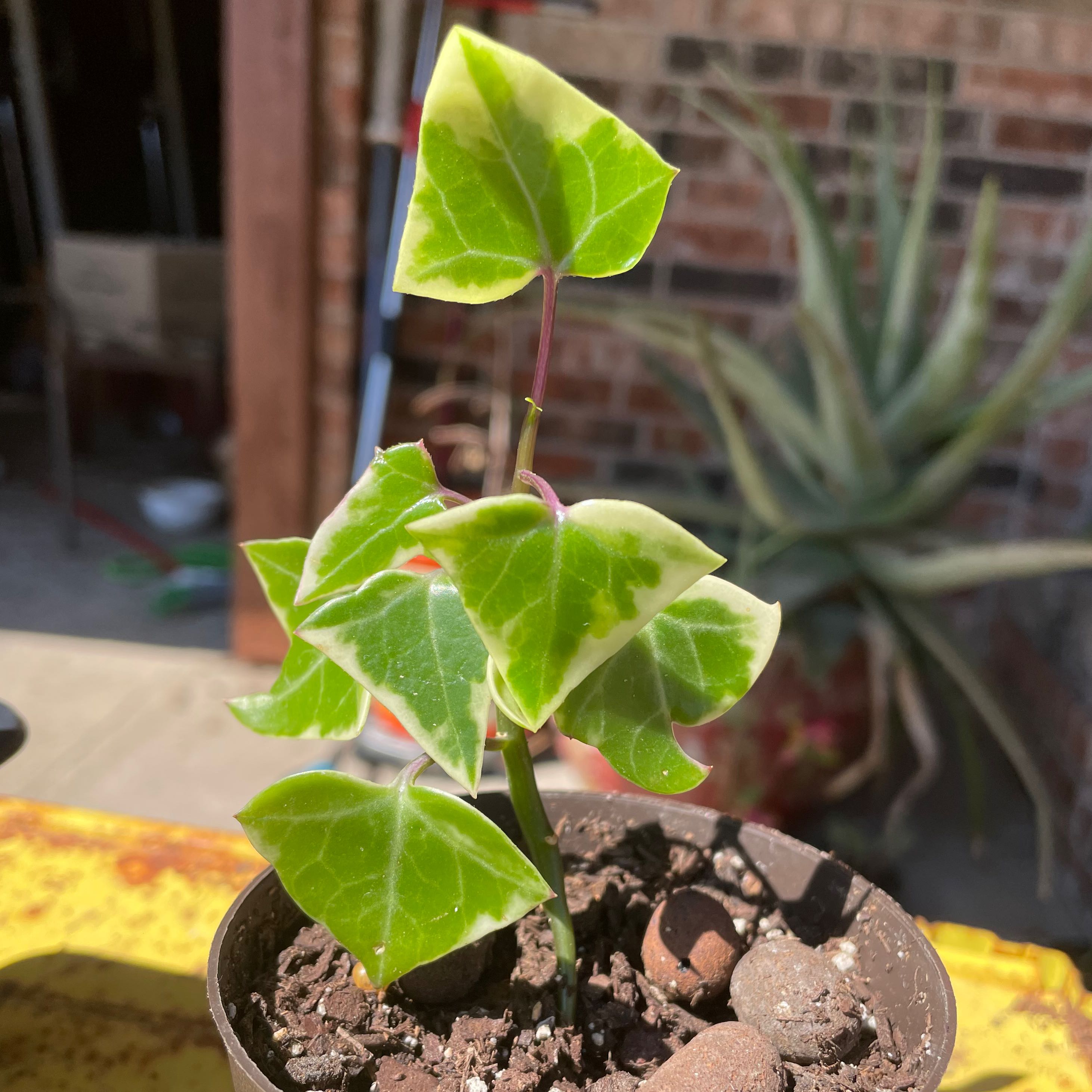 Why Are My Variegated Wax Ivy Leaves Falling Over?