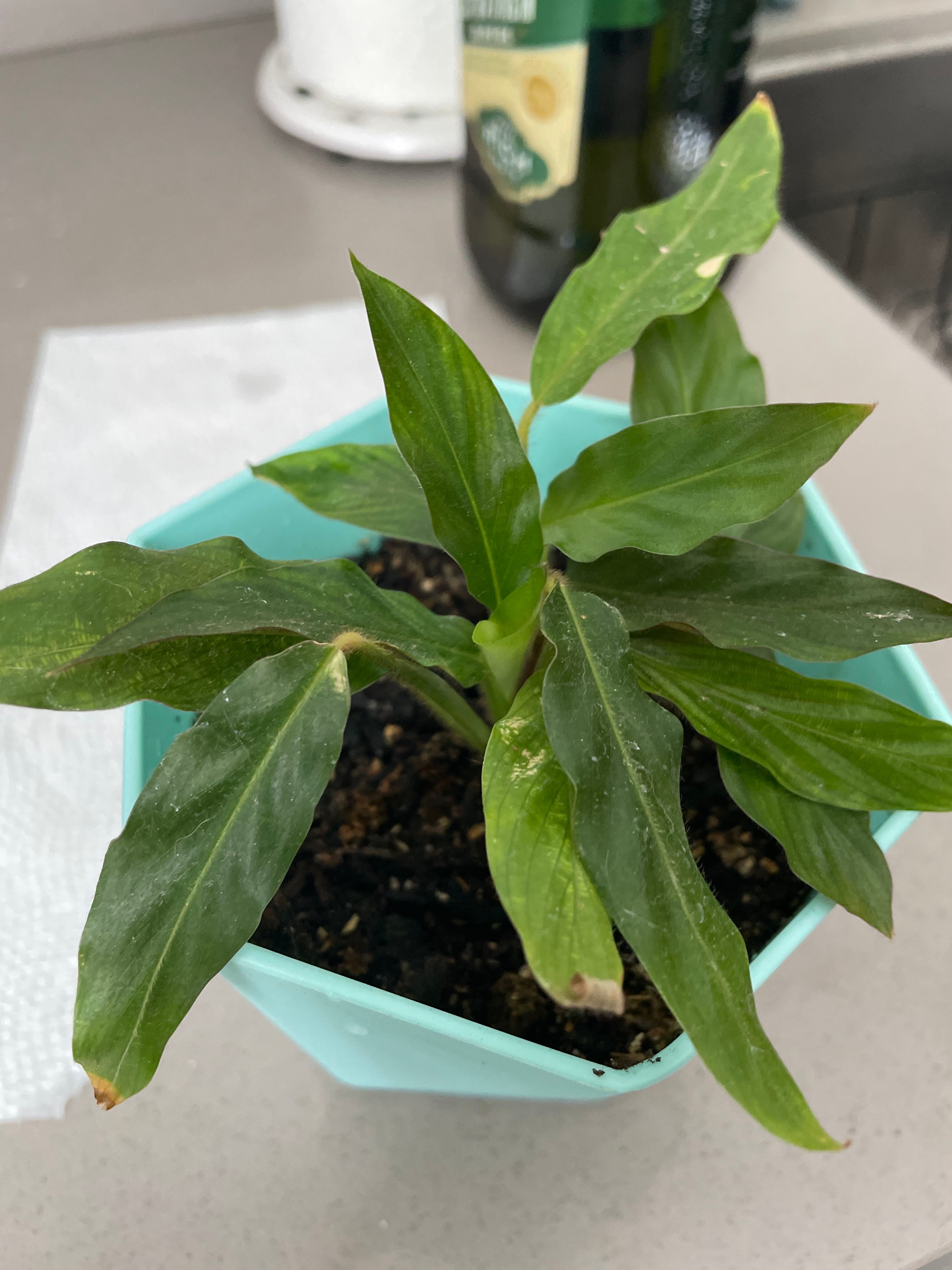 Furry Feather Calathea Plant Care: Water, Light, Nutrients | Greg App 🌱