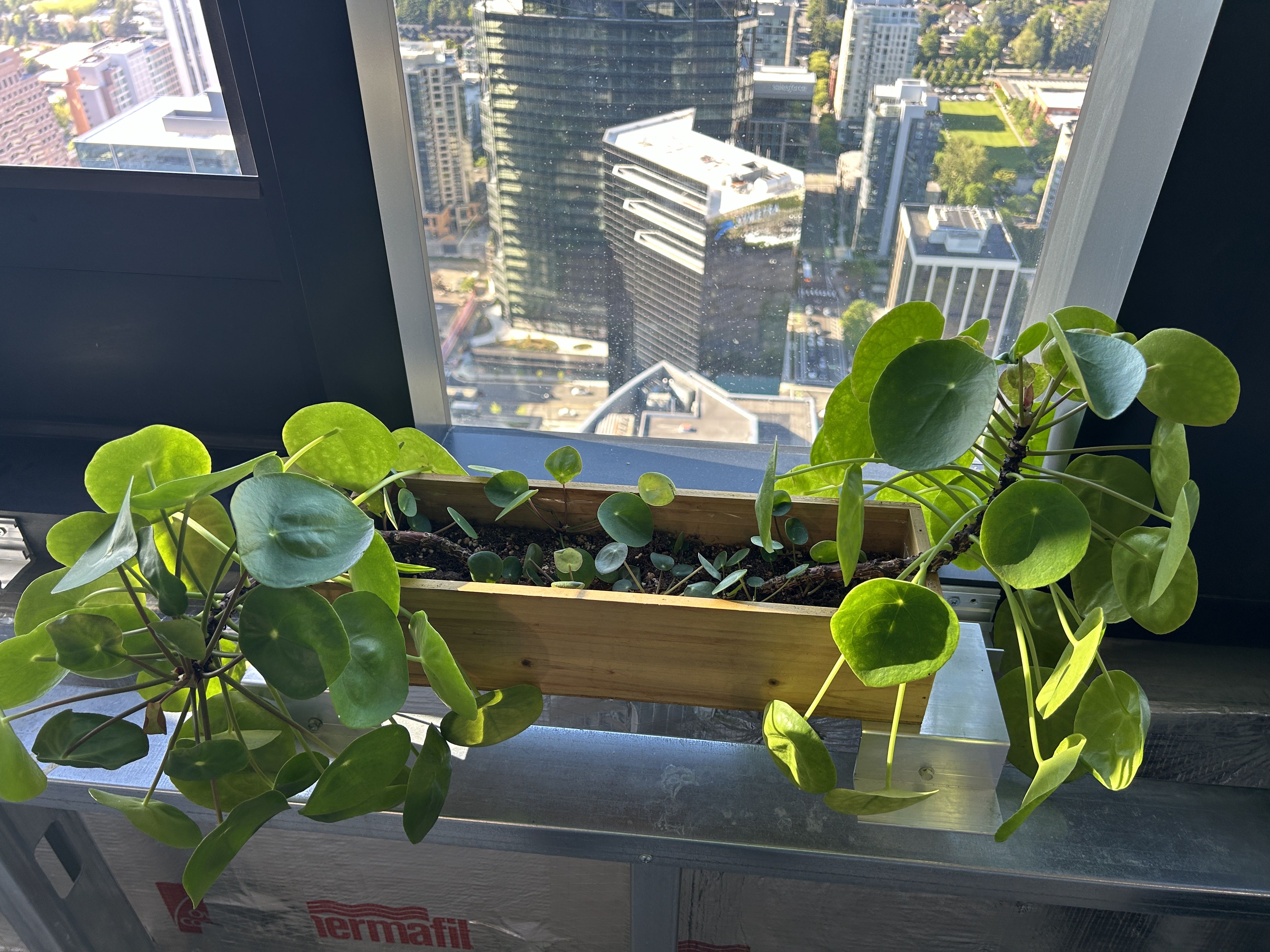 Creeping Charlie Plant Care: Water, Light, Nutrients | Greg App 🌱